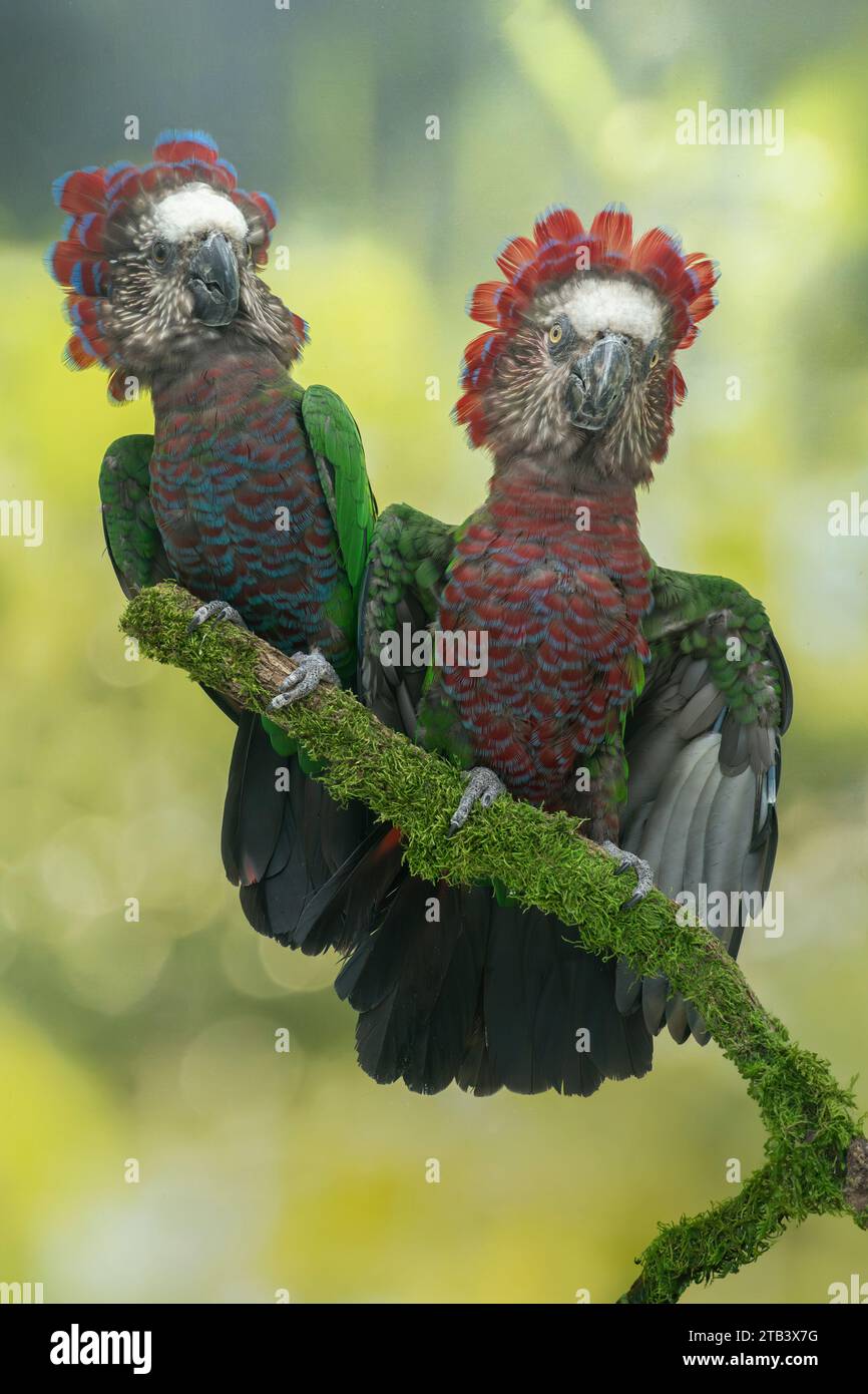 Hawk headed parrot hi-res stock photography and images - Alamy