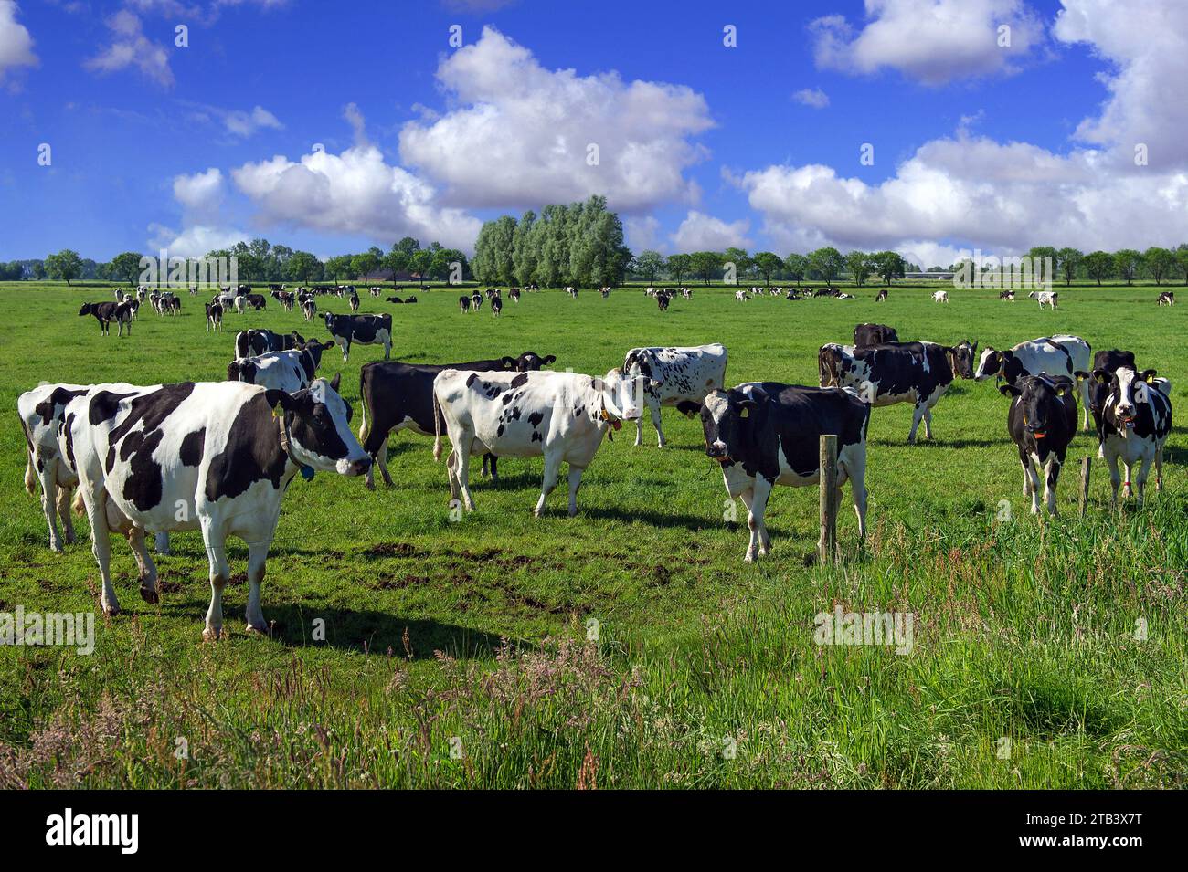 Rinder auf einer wiese hi-res stock photography and images - Alamy