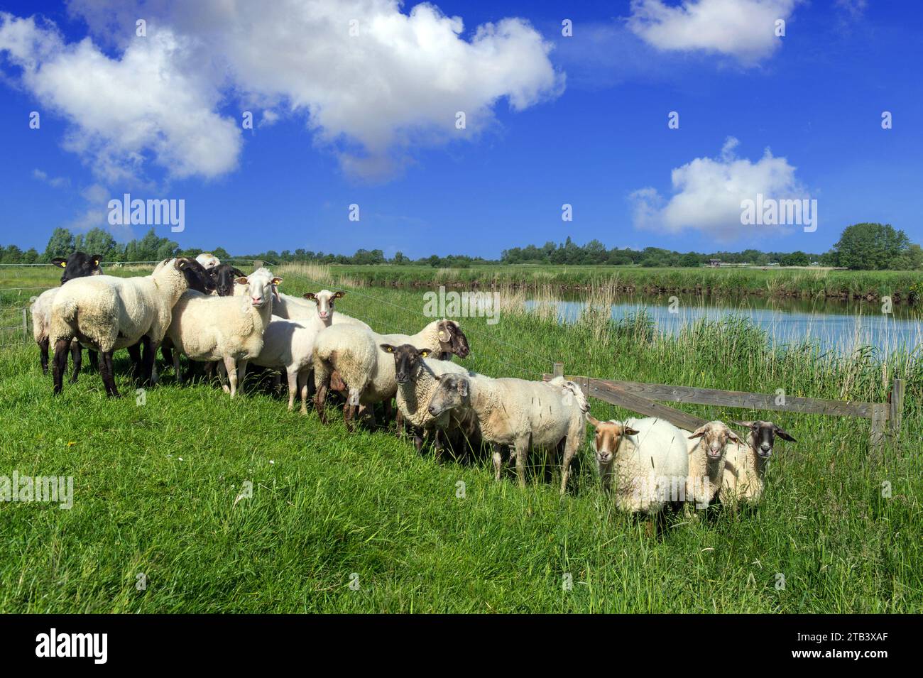 Auf dem deich hi-res stock photography and images - Alamy