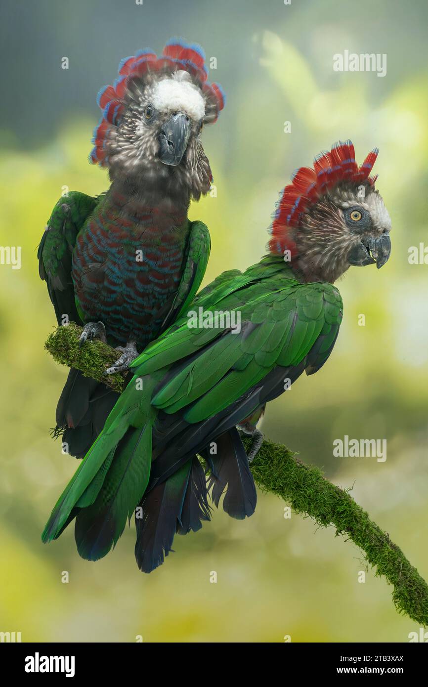 Hawk headed parrot hi-res stock photography and images - Alamy