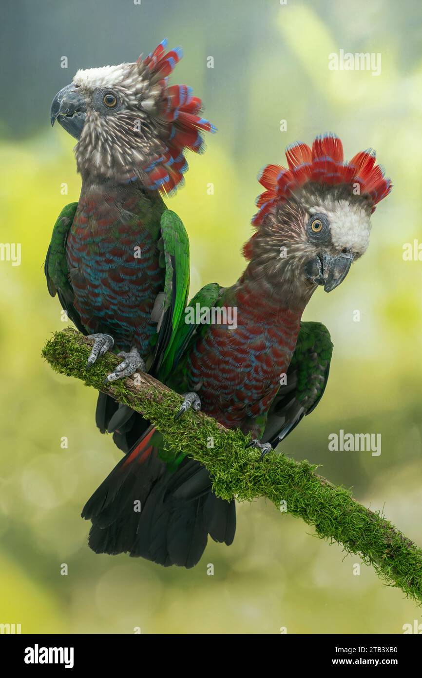 Hawk headed parrot hi-res stock photography and images - Alamy