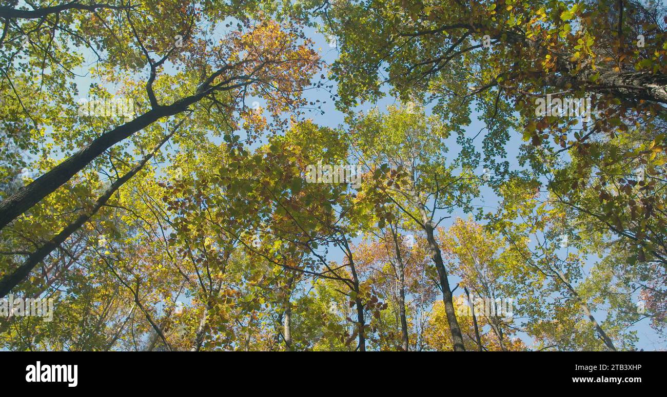 Deep Green Forest, Green Woods Stock Photo - Alamy