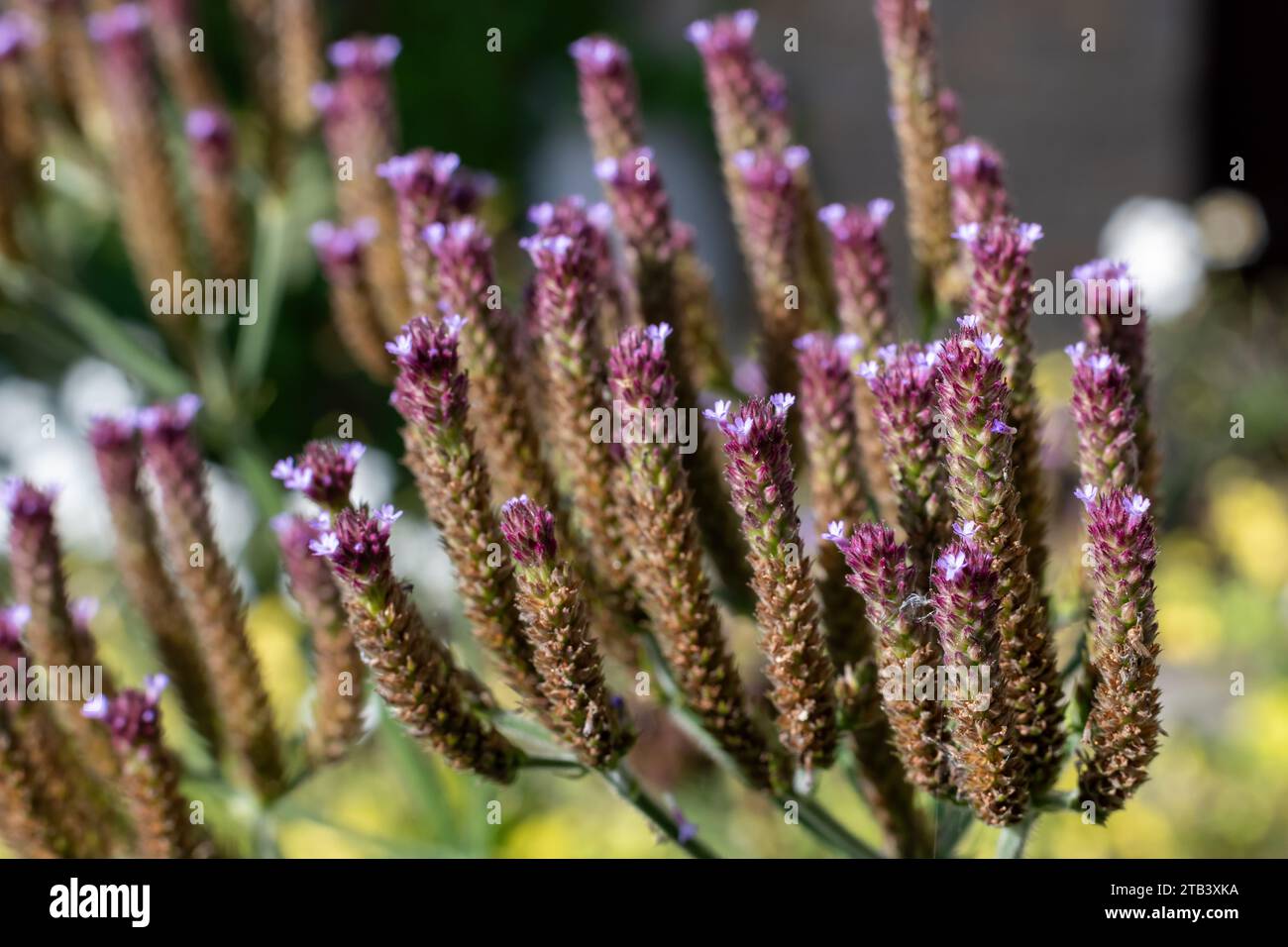 Close up of purpletop vervain (verbena bonariensis) in bloom Stock ...