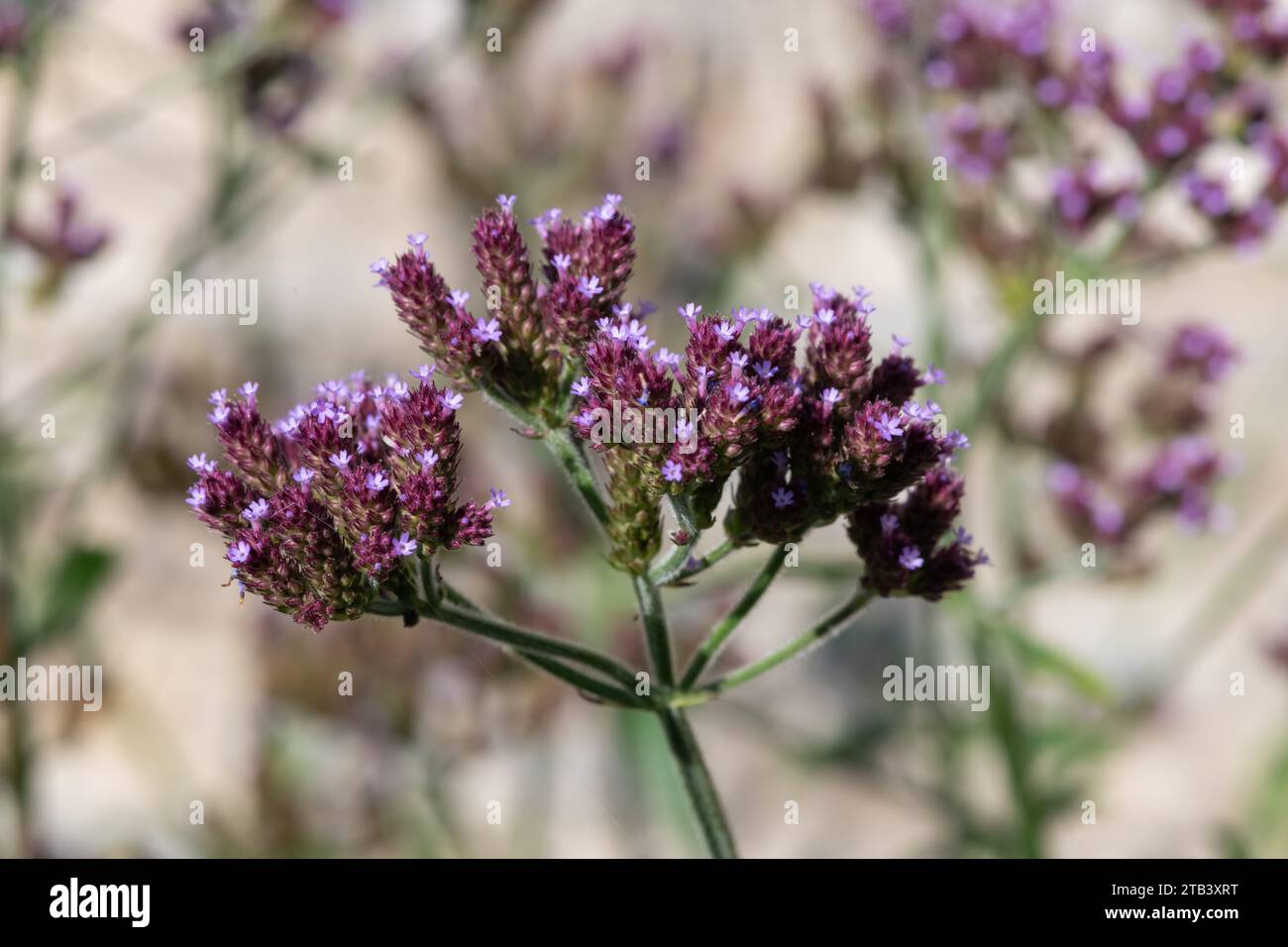 Close up of purpletop vervain (verbena bonariensis) in bloom Stock ...