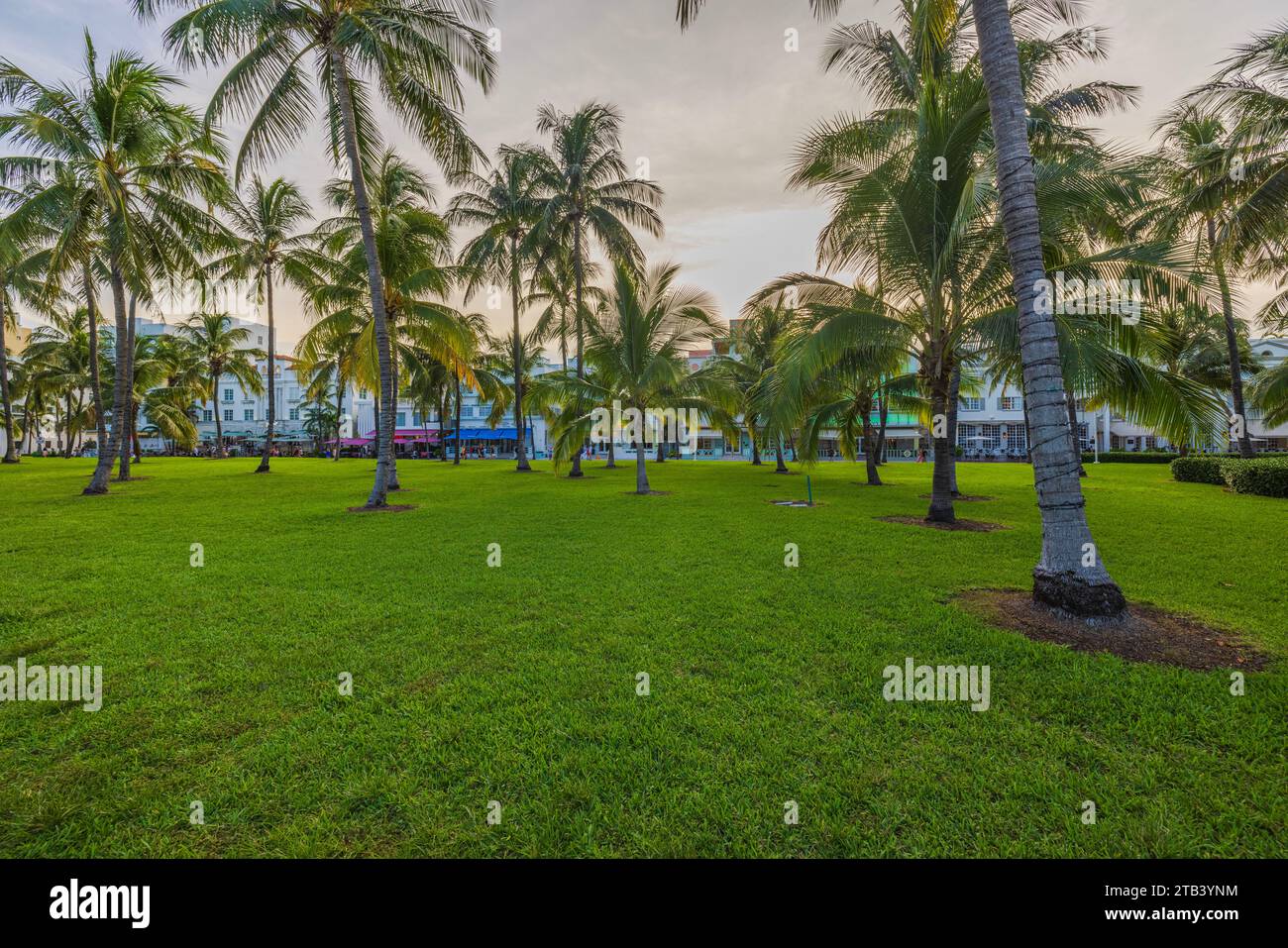 View of green lawn and palm trees park along Ocean Drive in Miami Beach ...