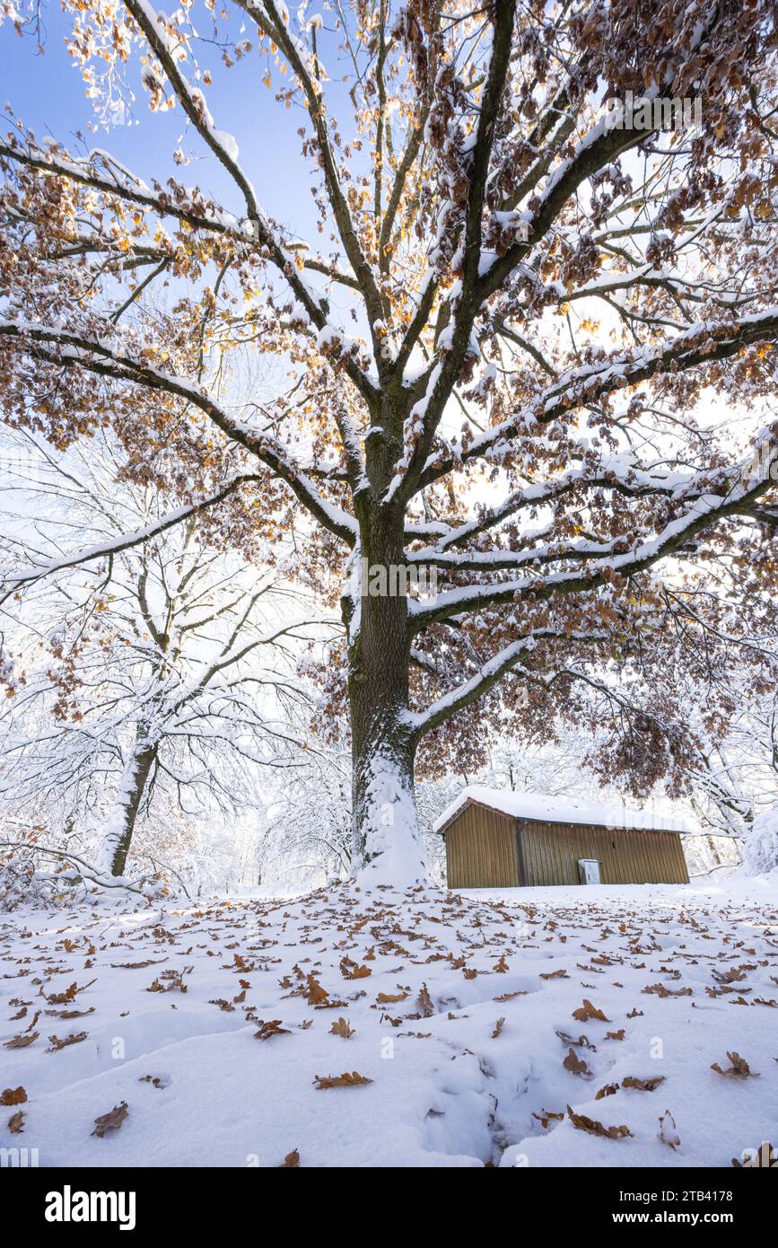 Snow in autumn - an oak tree in snowy landscape with foliage on the ...