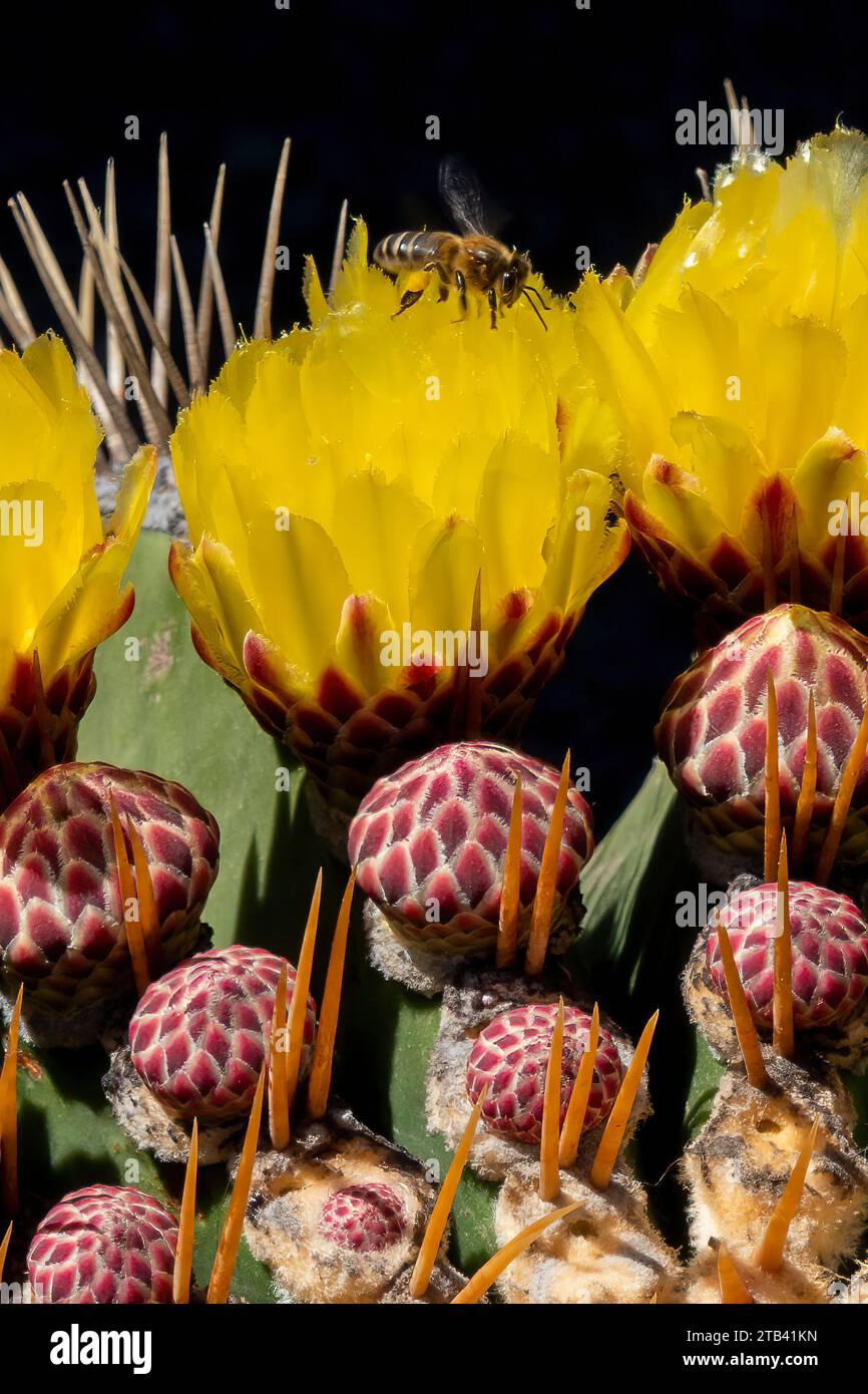 Bee sucking nectar from a beautiful flower of a cactus Stock Photo - Alamy