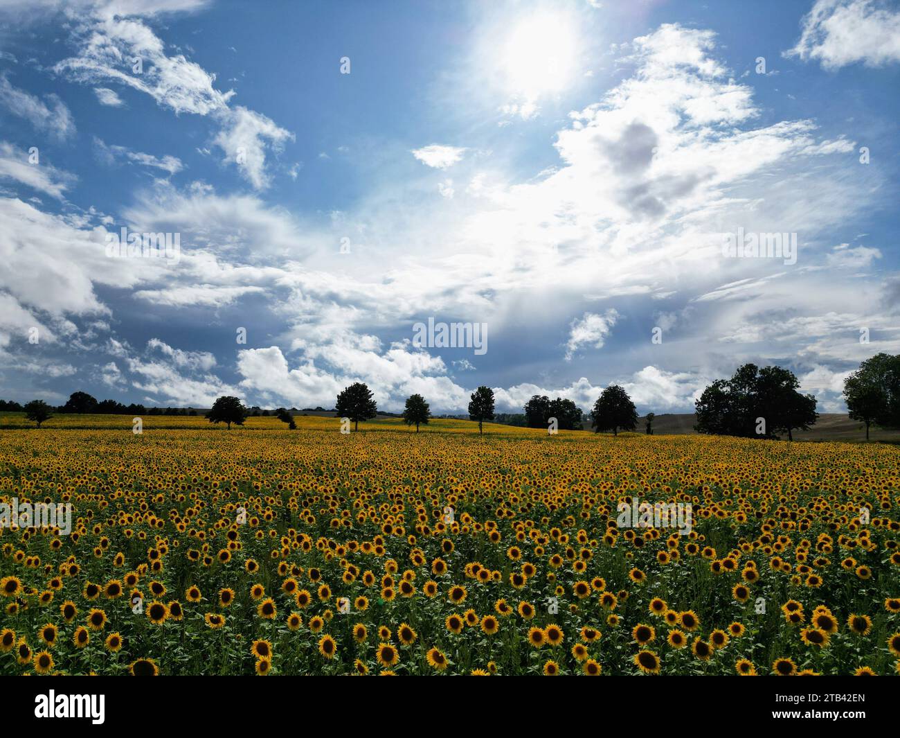 Sunshine and sunflowers hi-res stock photography and images - Alamy