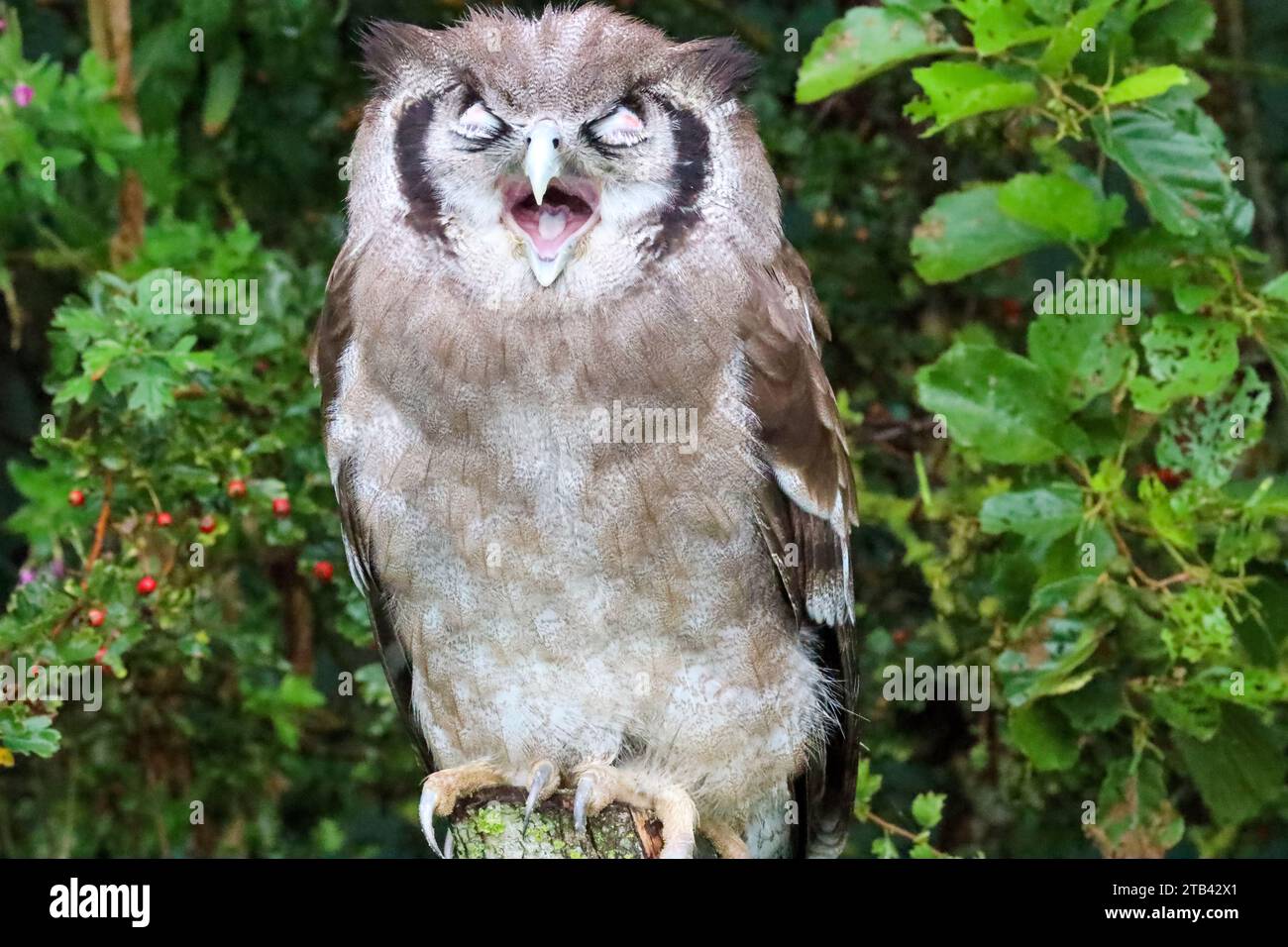 Verreaux's eagle-owl (Ketupa lactea), also commonly known as the milky ...