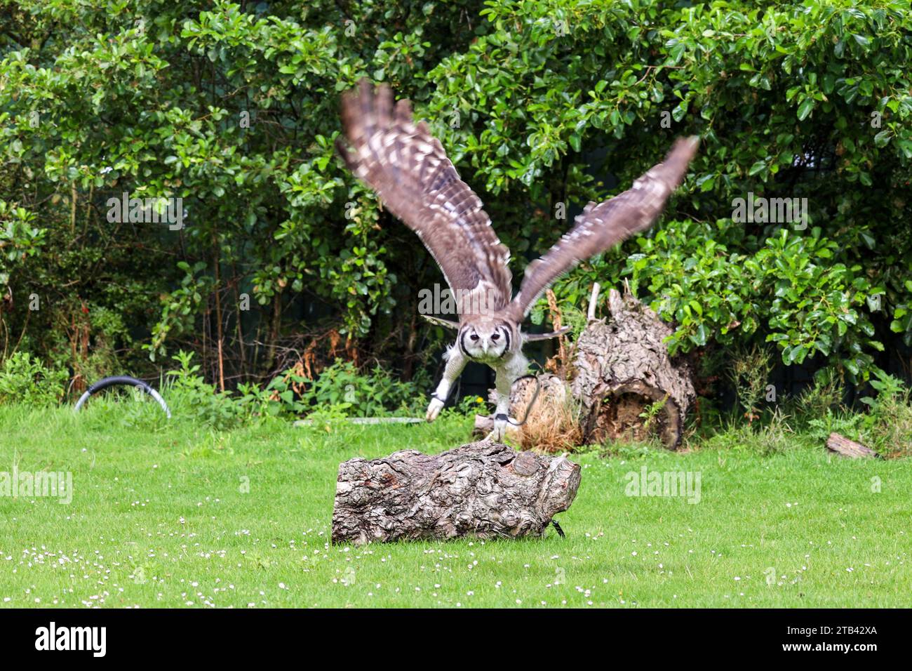 Verreaux's eagle-owl (Ketupa lactea), also commonly known as the milky ...