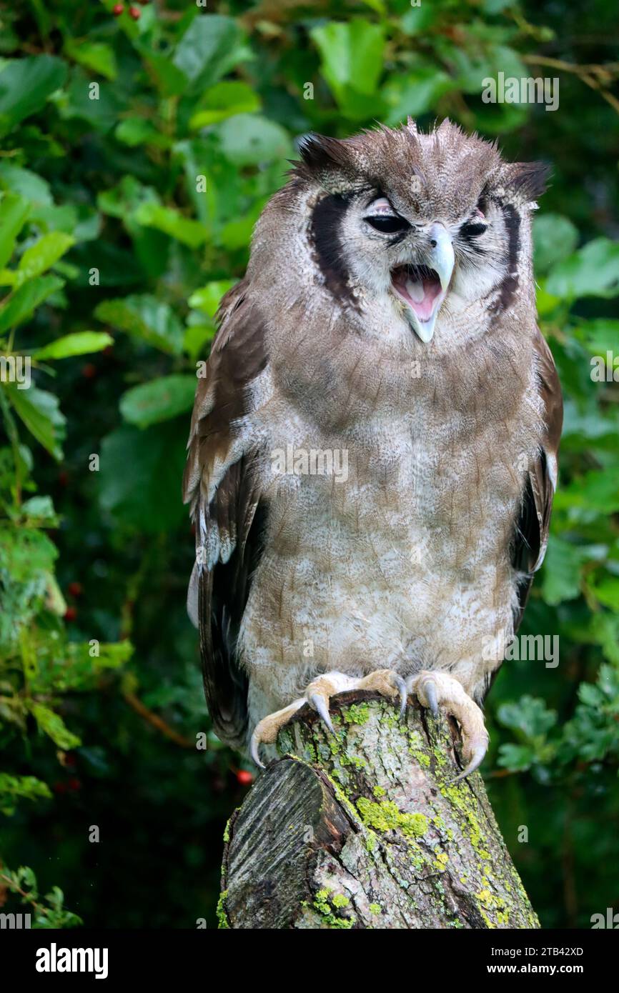 Verreaux's eagle-owl (Ketupa lactea), also commonly known as the milky ...