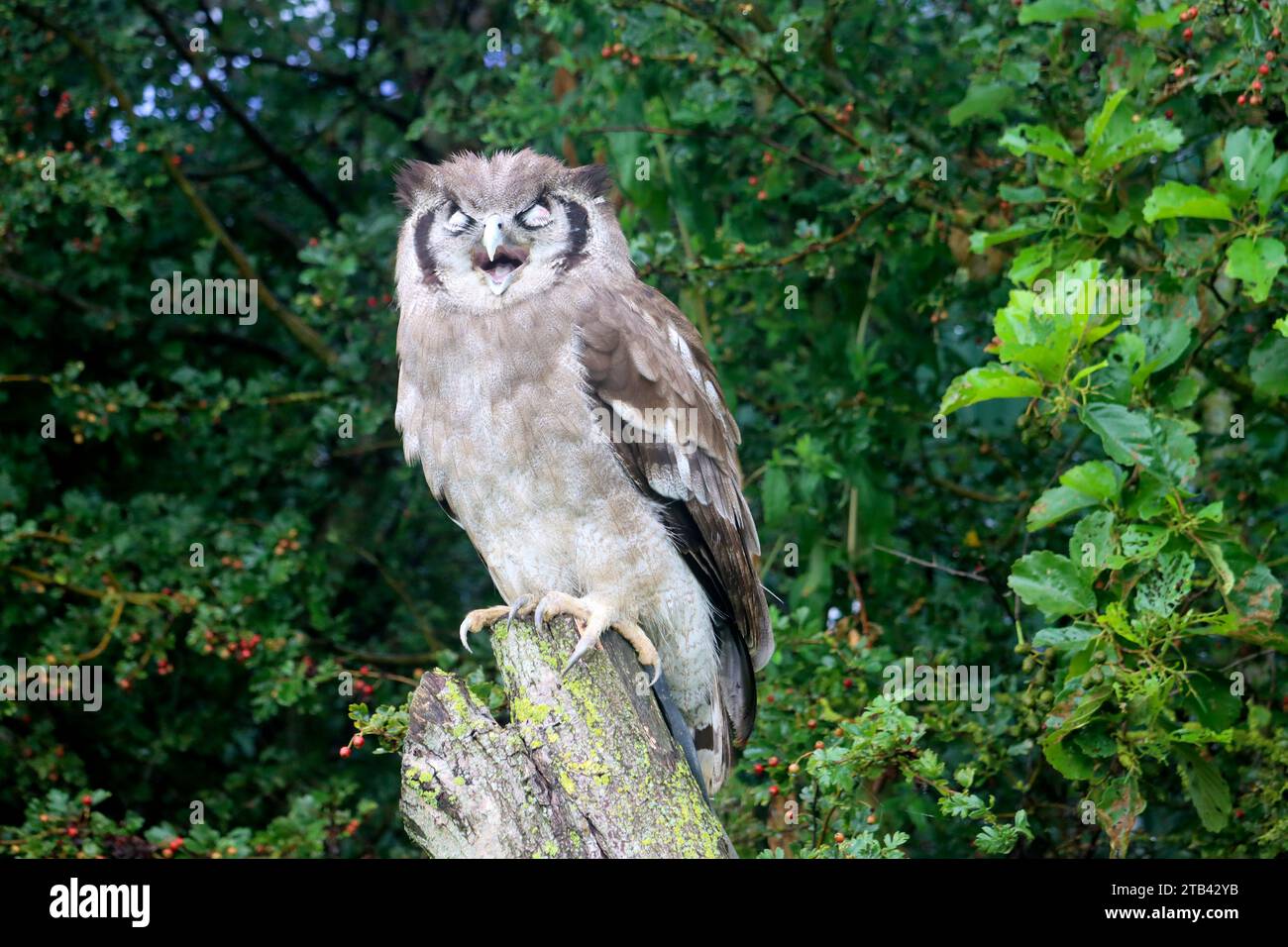 Verreaux's eagle-owl (Ketupa lactea), also commonly known as the milky ...