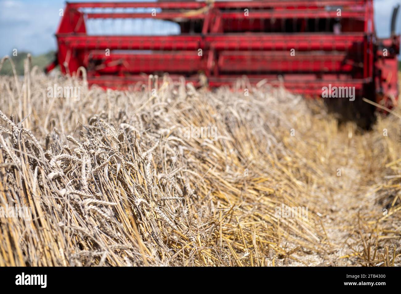 front view of a combine harvester harvesting wheat Stock Photo - Alamy
