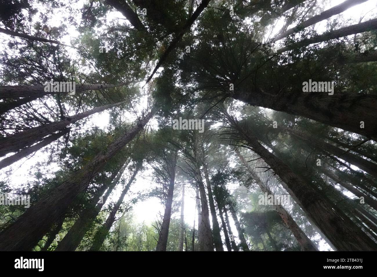 Redwood trees san francisco hi-res stock photography and images - Alamy