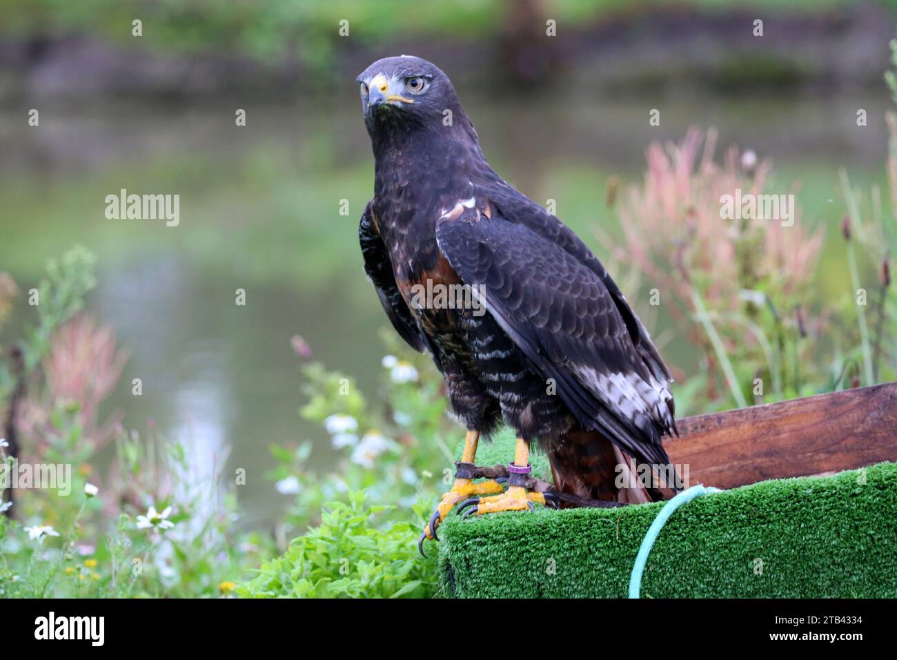 Jackal buzzard during a raptor show in the Netherlands Stock Photo - Alamy