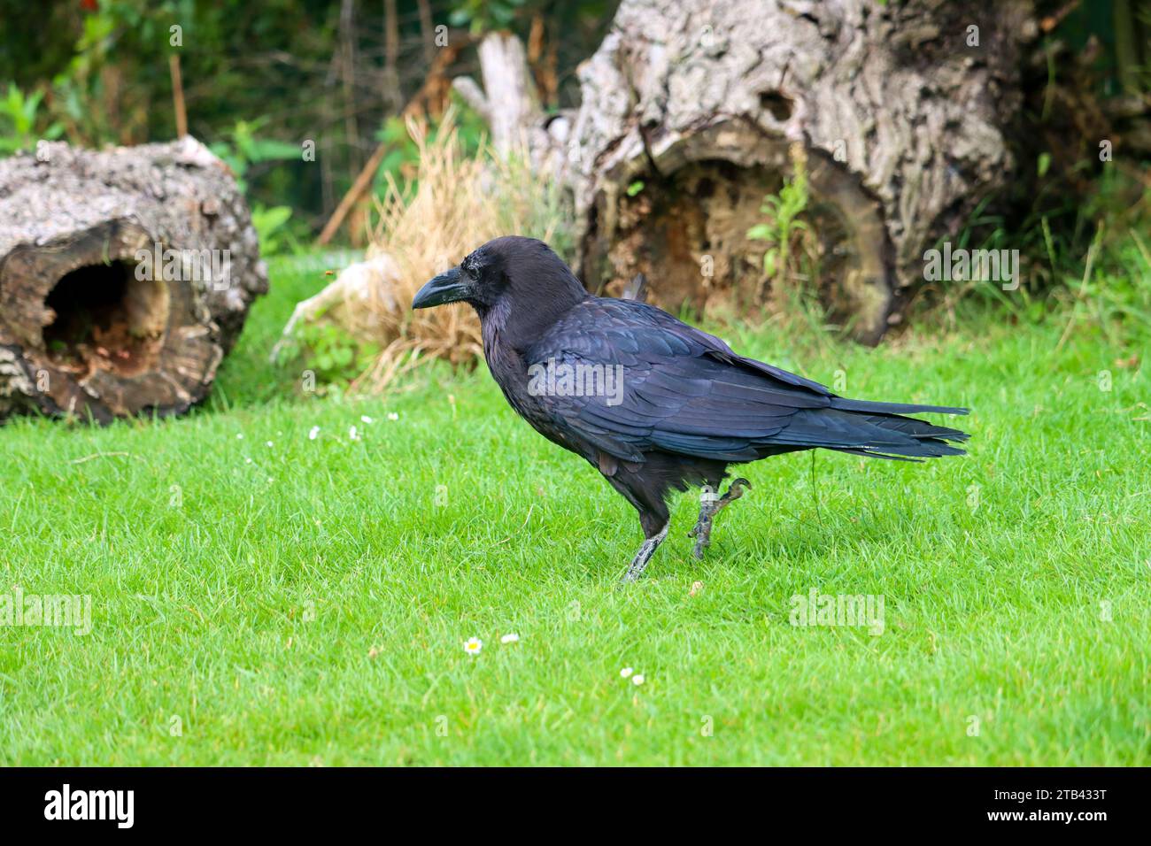 Raven (Corvus corax) during a raptor show in the Netherlands Stock ...