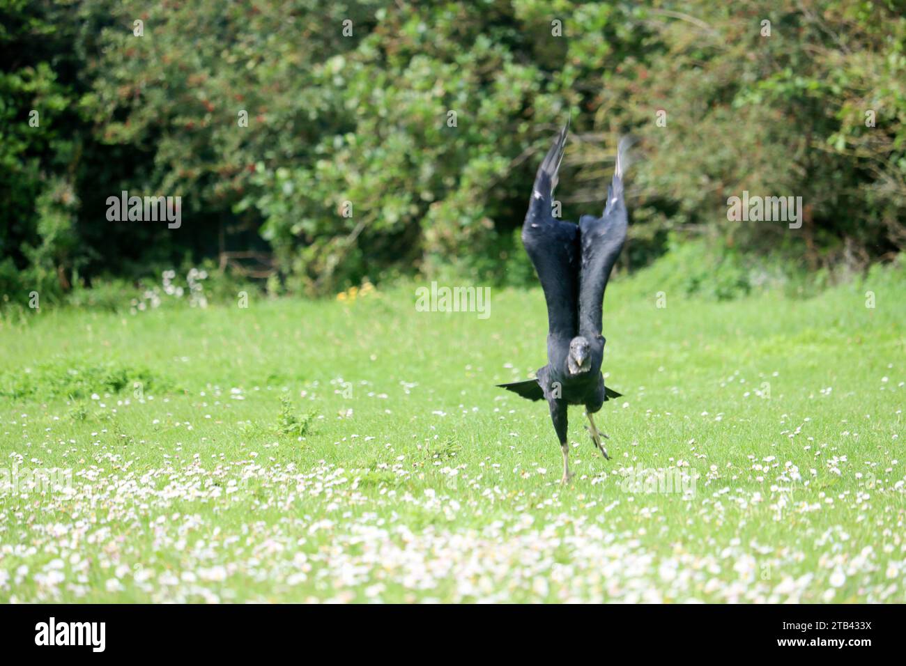 Black vulture during a raptor show in the Netherlands Stock Photo - Alamy