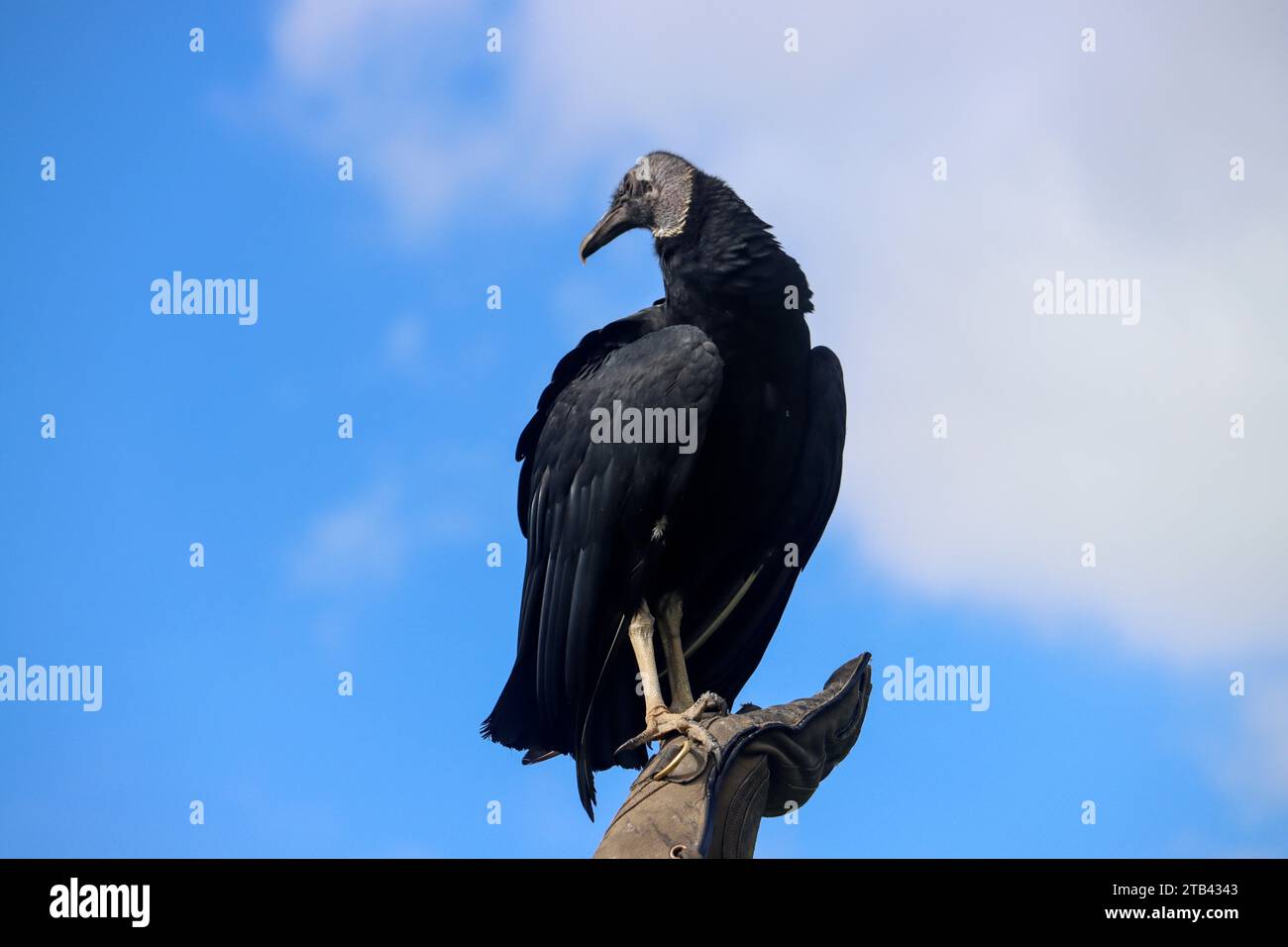 Black vulture during a raptor show in the Netherlands Stock Photo - Alamy