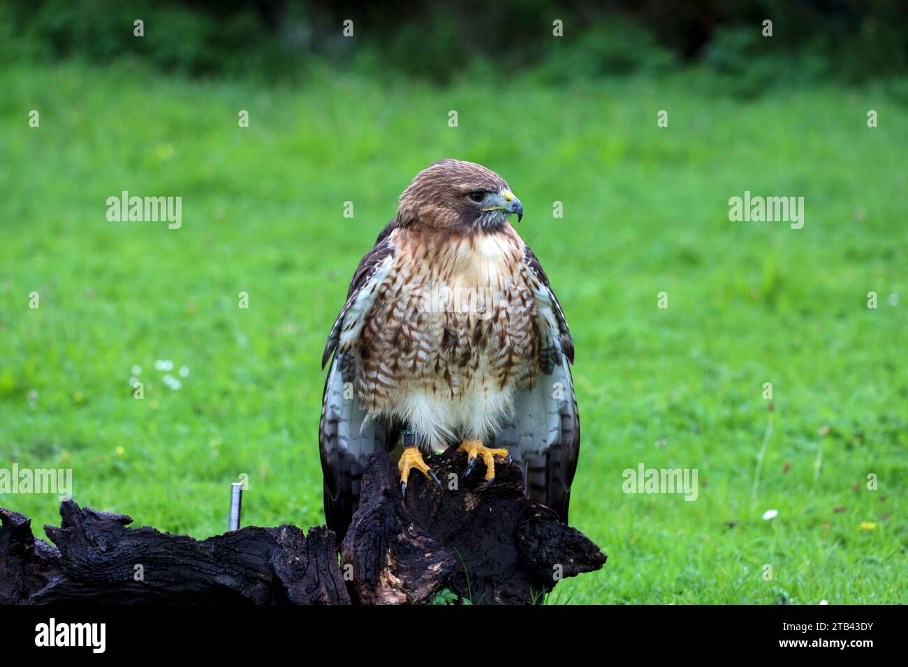The red-tailed hawk (Buteo jamaicensis) during a raptor show in the ...