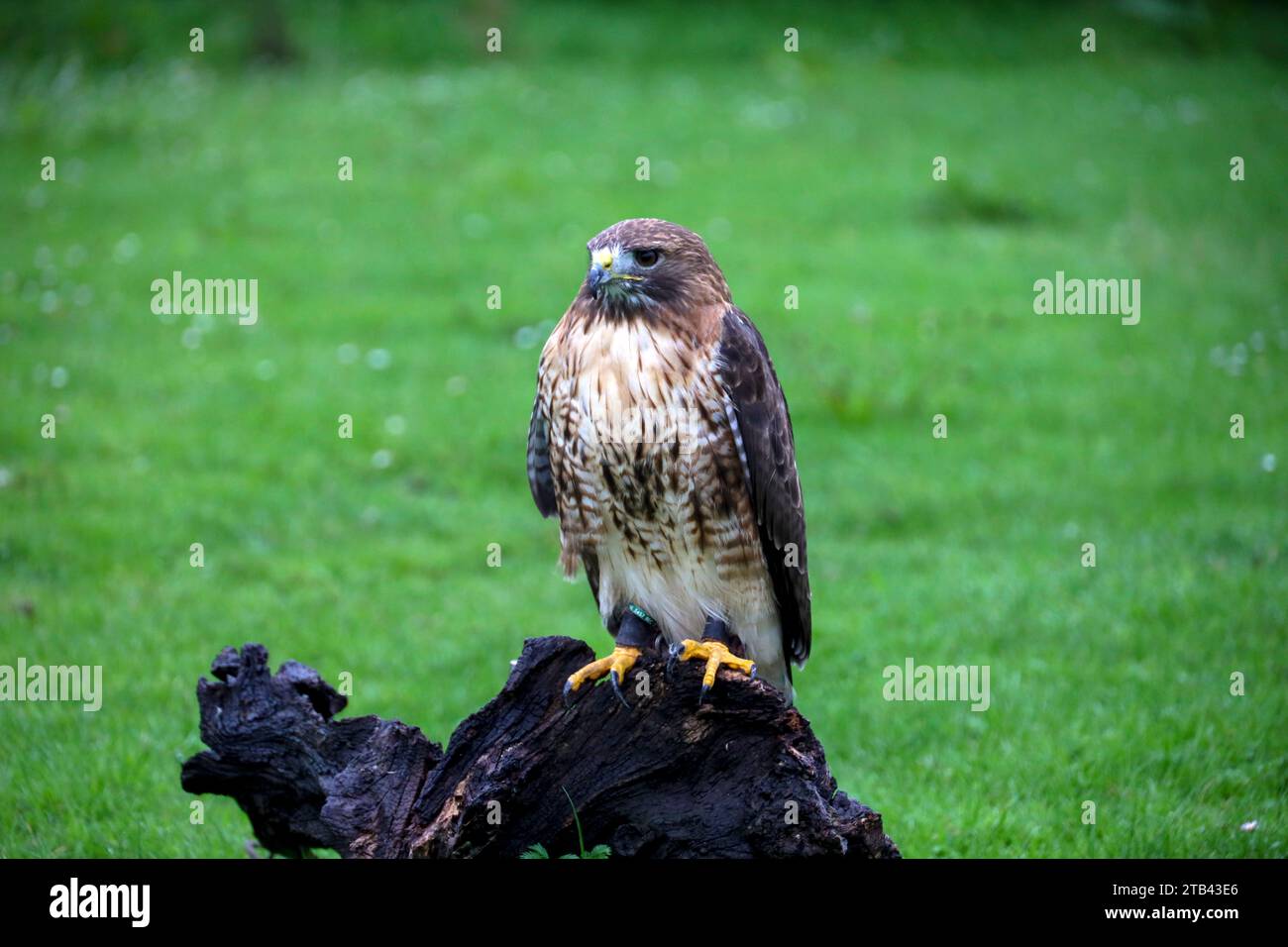 The red-tailed hawk (Buteo jamaicensis) during a raptor show in the ...