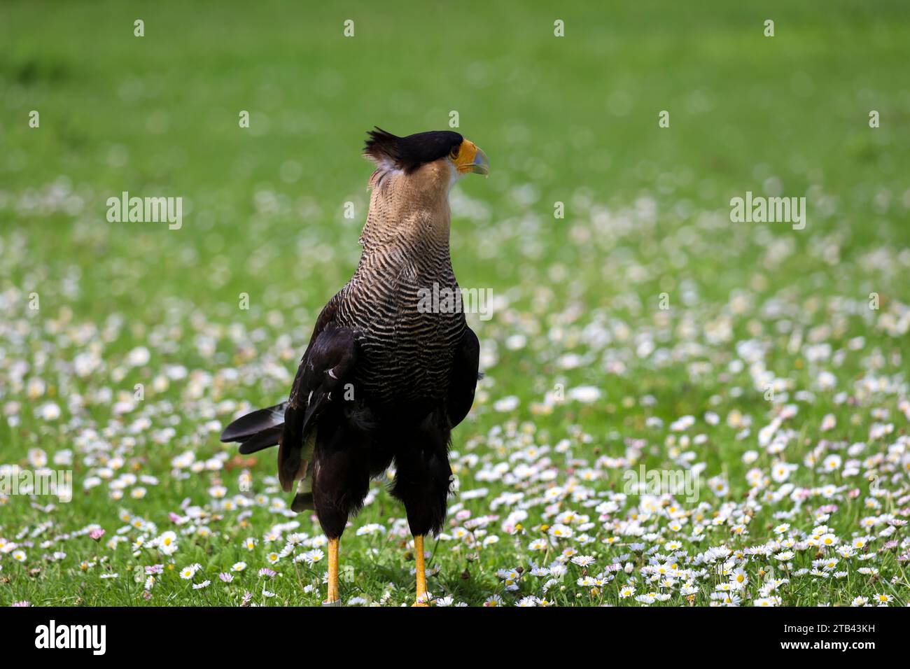 crested caracara (Caracara plancus) also known as the Mexican eagle ...