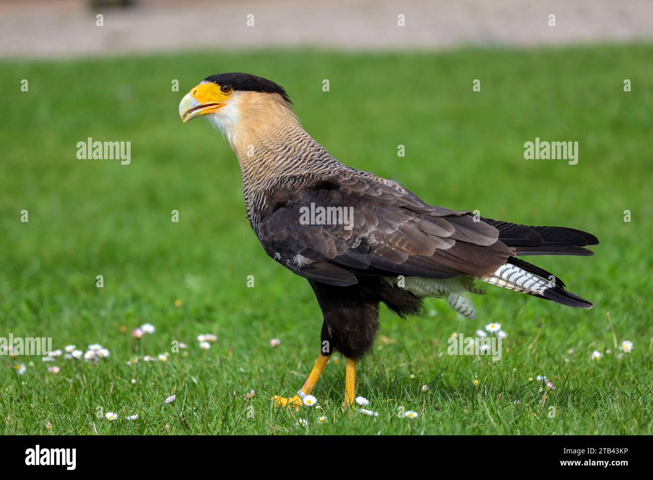 crested caracara (Caracara plancus) also known as the Mexican eagle ...