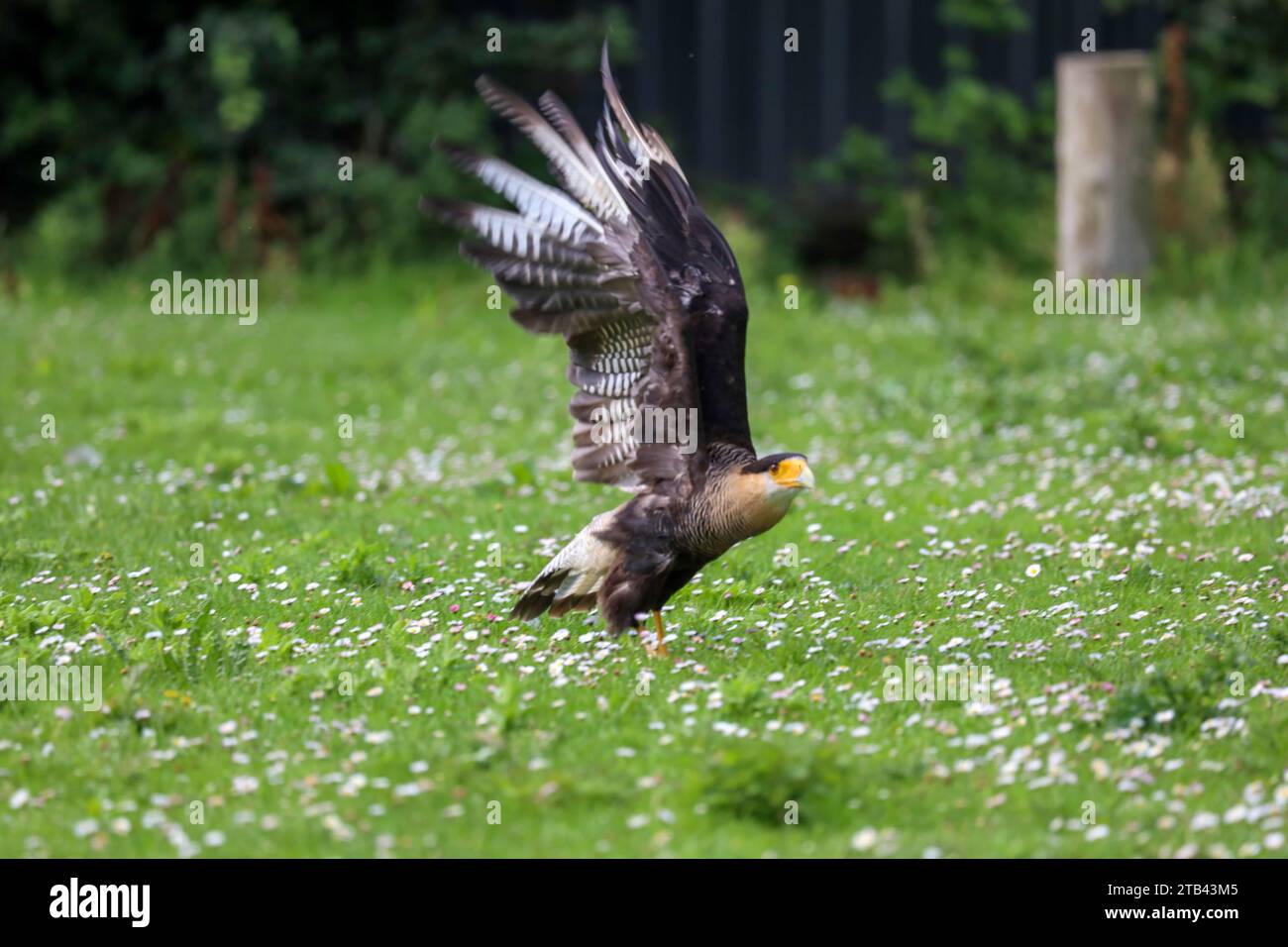 crested caracara (Caracara plancus) also known as the Mexican eagle ...