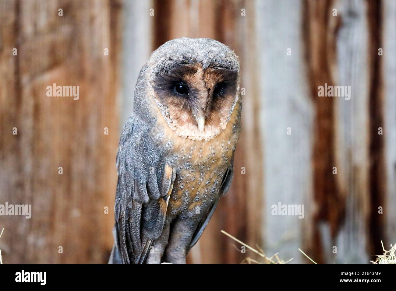 Barn owl eats a hamster on a milk can at raptor farm in the Netherlands ...