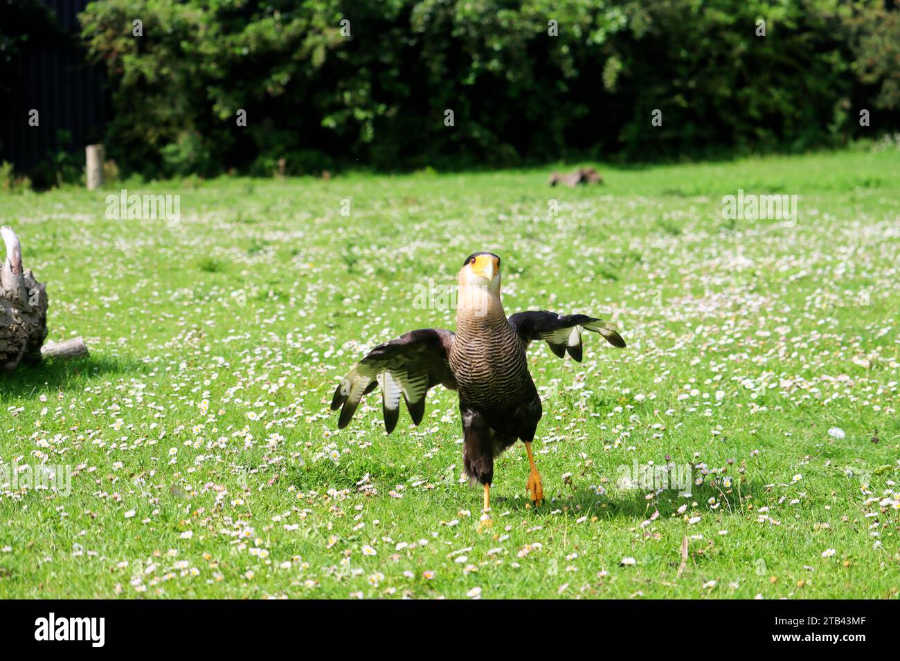 crested caracara (Caracara plancus) also known as the Mexican eagle ...