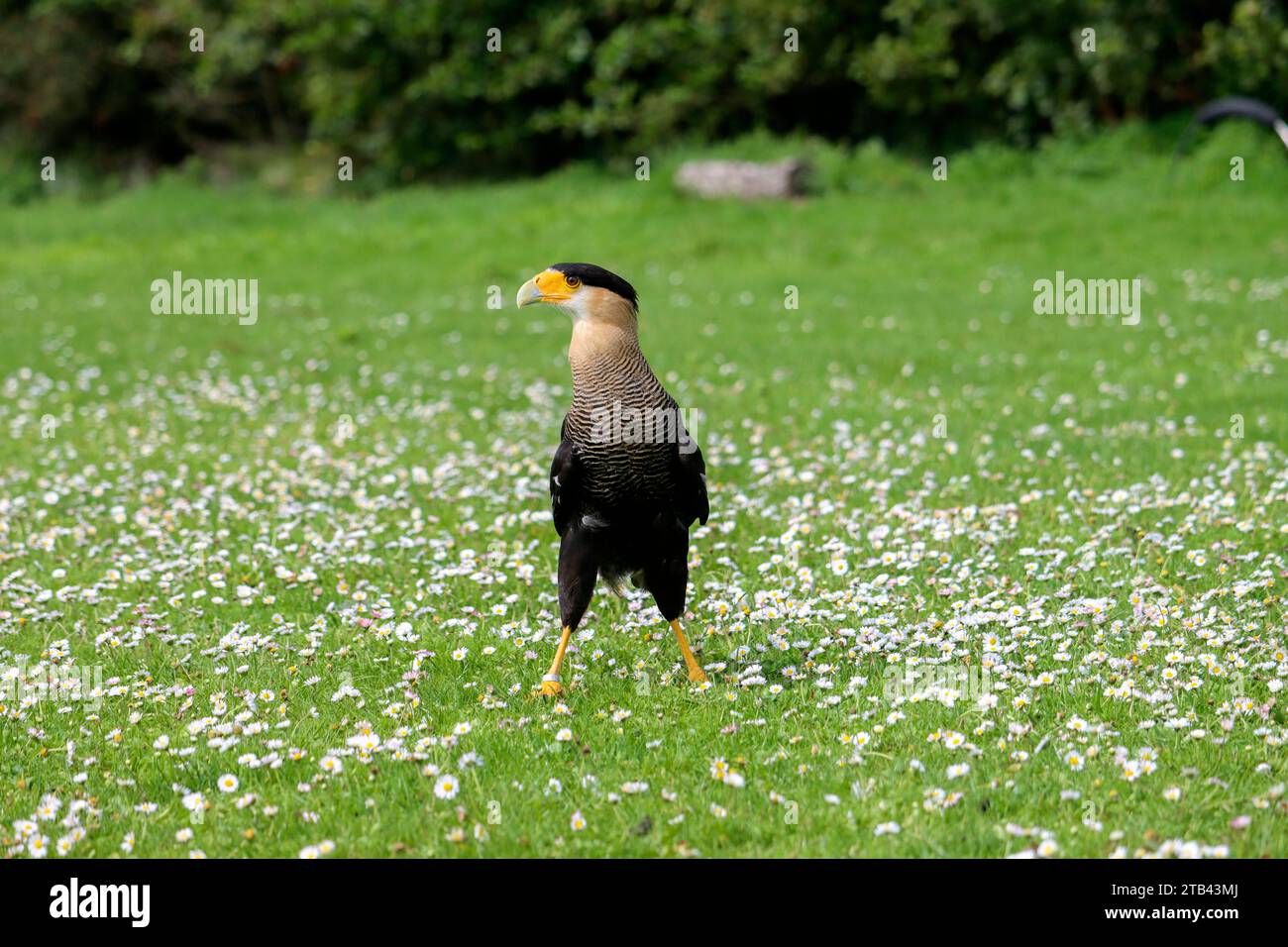 crested caracara (Caracara plancus) also known as the Mexican eagle ...