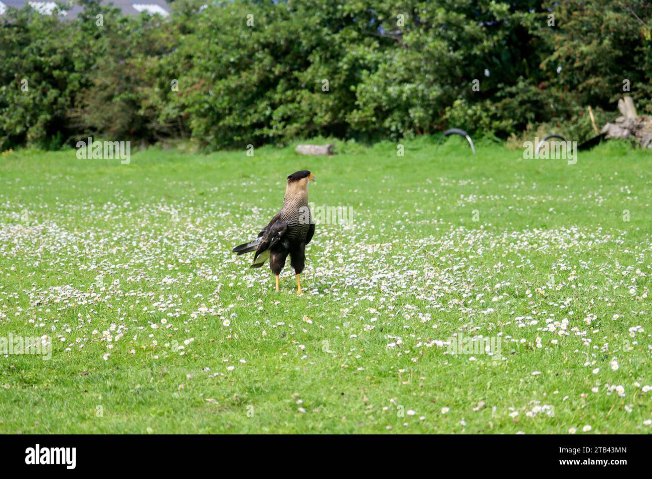 crested caracara (Caracara plancus) also known as the Mexican eagle ...