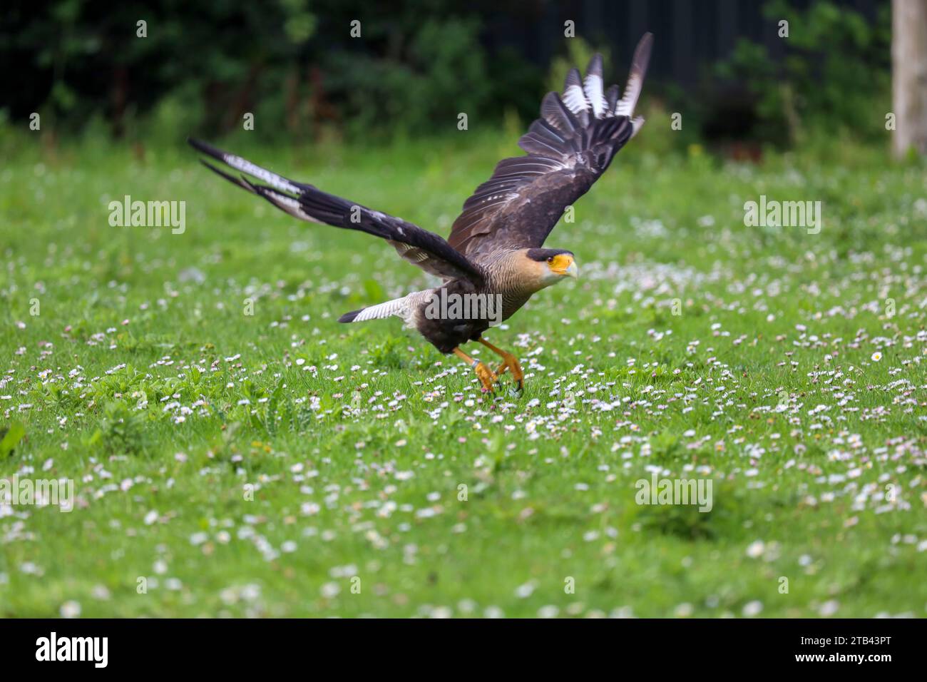 crested caracara (Caracara plancus) also known as the Mexican eagle ...
