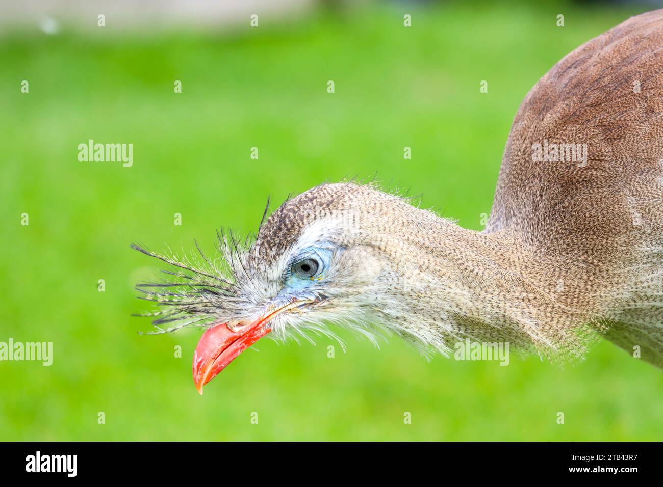 The red-legged seriema (Cariama cristata) also known as the crested ...