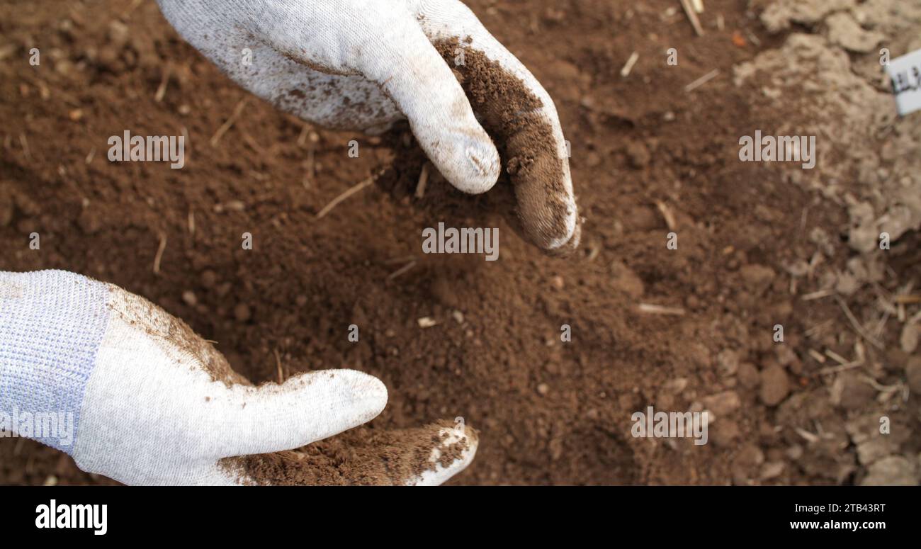 Farmer examining soil in hands hi-res stock photography and images - Alamy