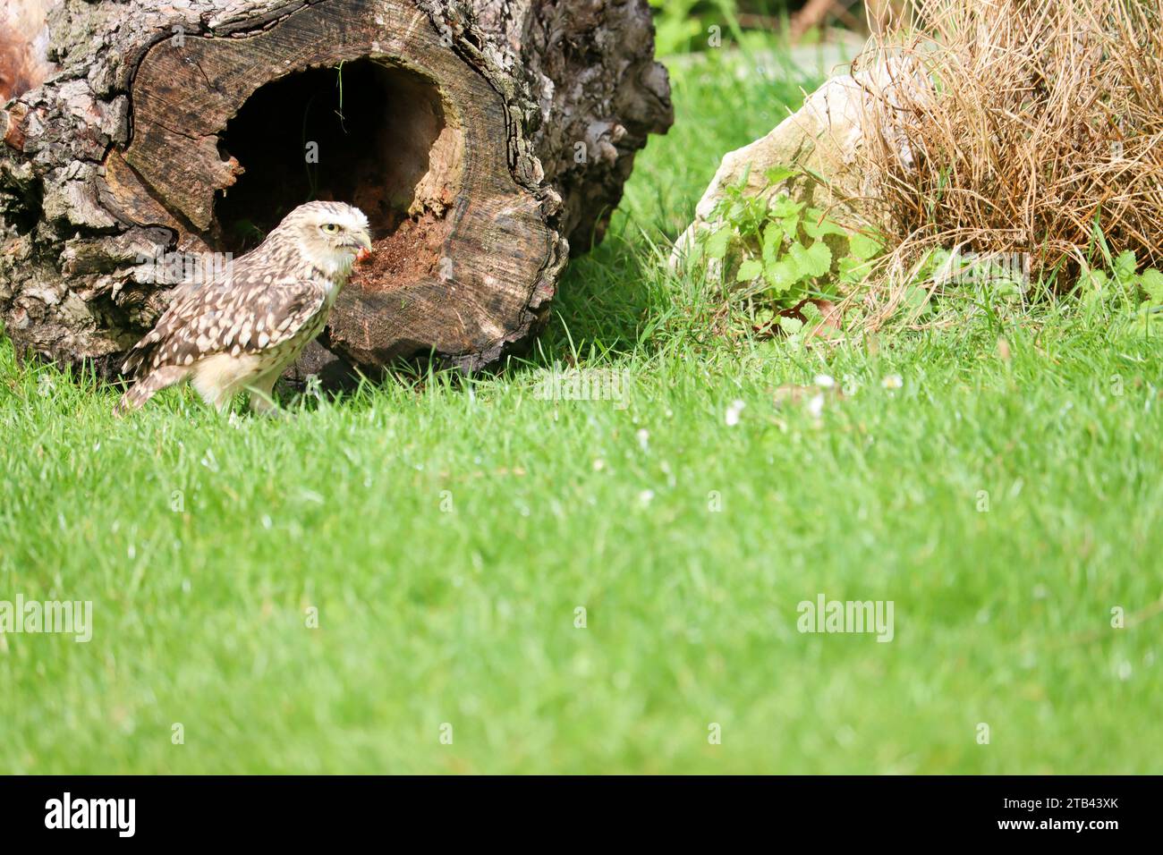The burrowing owl (Athene cunicularia) also called the shoco during ...