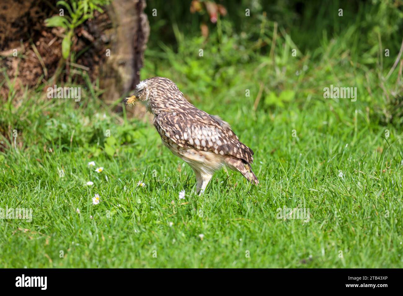 The burrowing owl (Athene cunicularia) also called the shoco during ...