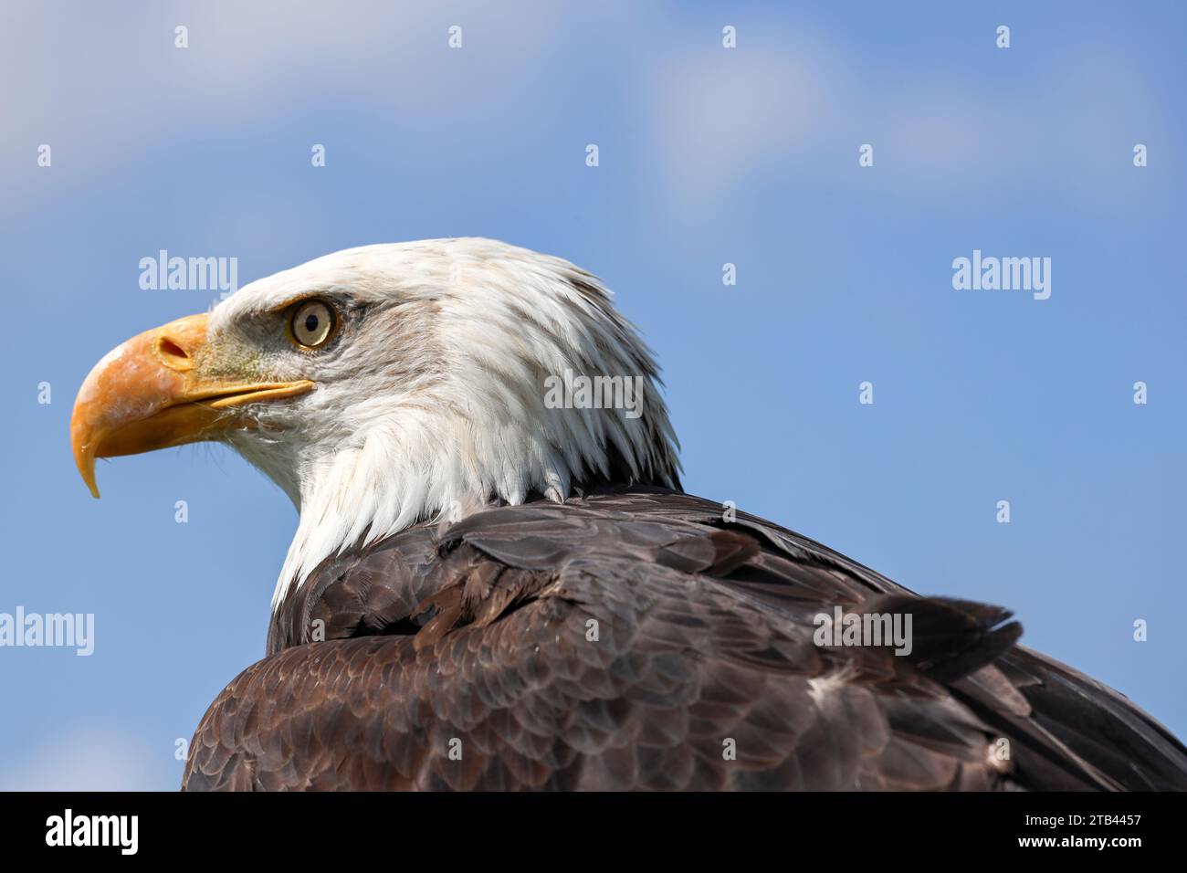 Bald eagle full body portrait hi-res stock photography and images - Alamy