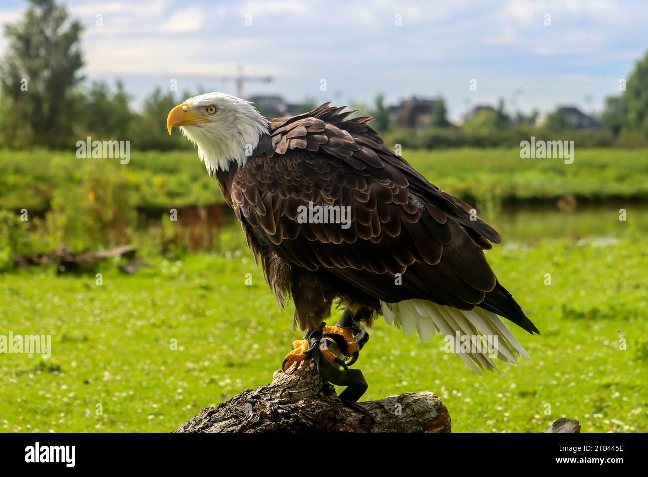 Bald eagle full body portrait hi-res stock photography and images - Alamy