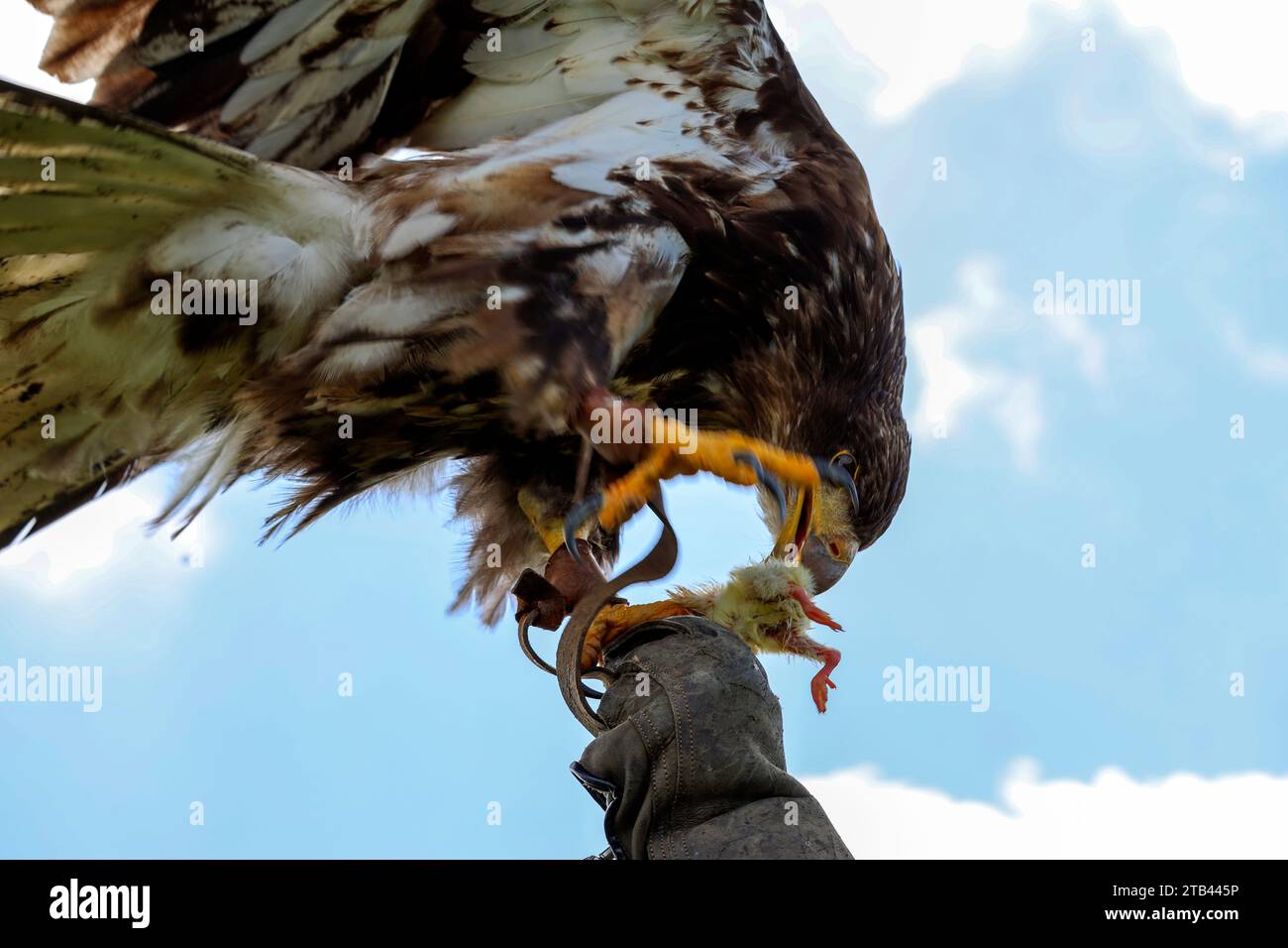Claws of bald eagle during a photo workshop in the Netherlands Stock ...