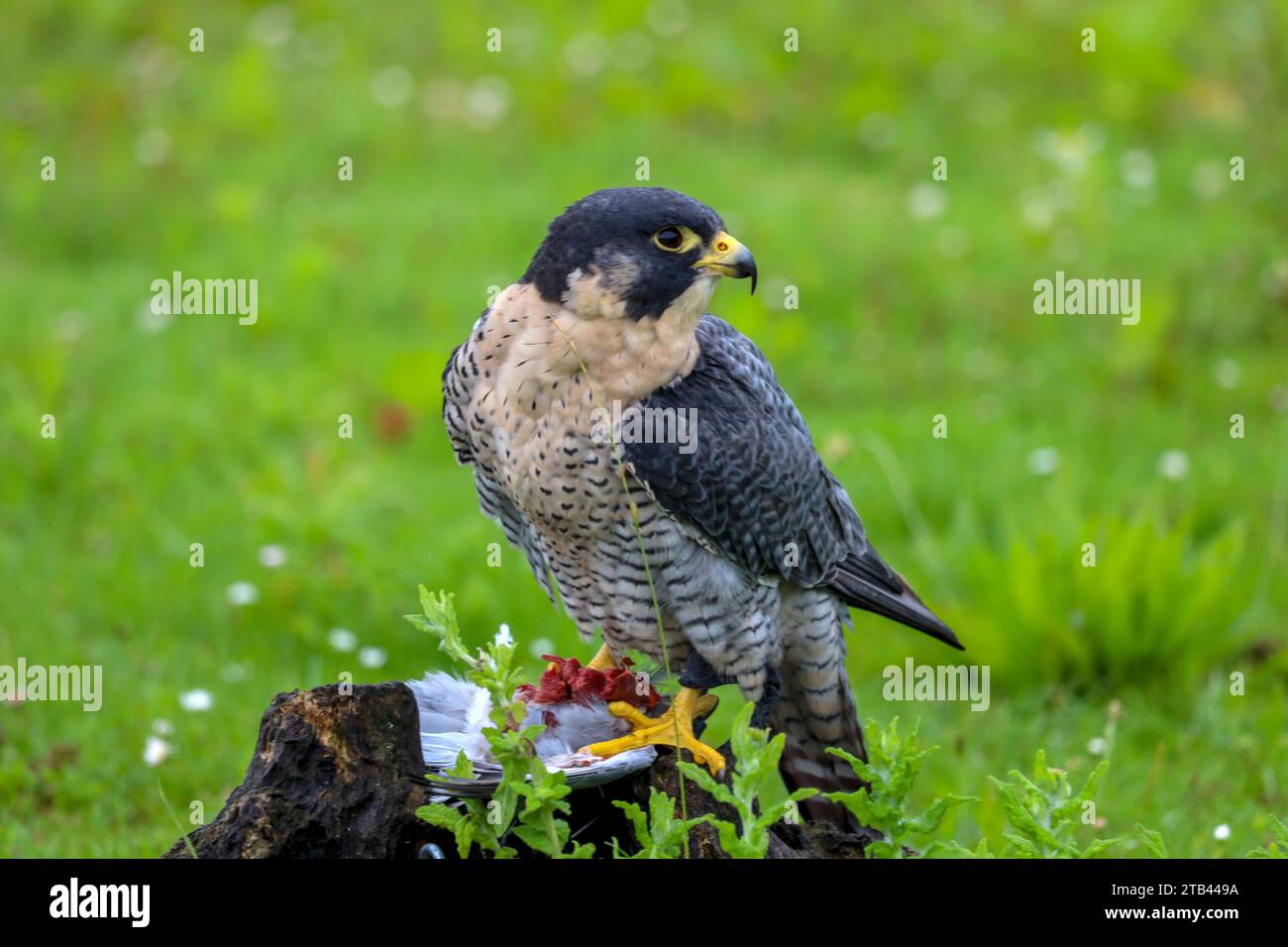 Peregrine falcon eats a pigeon during photo workshop in the Netherlands ...