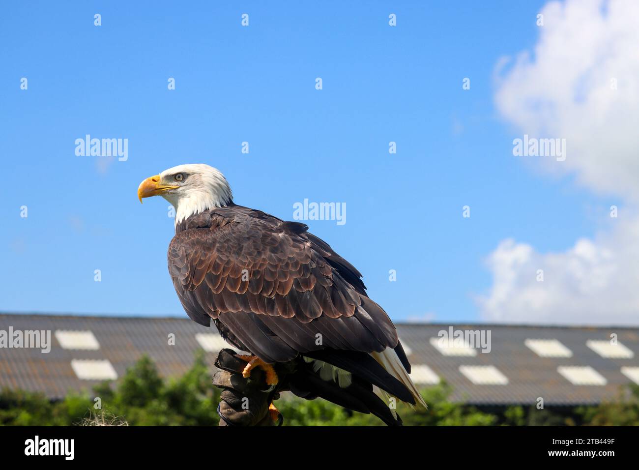 Bald eagle full body portrait hi-res stock photography and images - Alamy