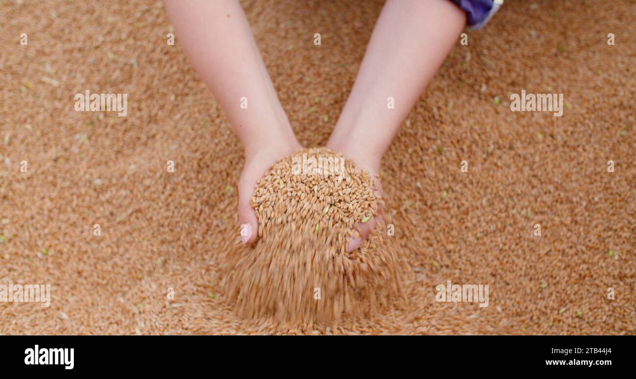 Female farmer checking grain harvest hi-res stock photography and ...