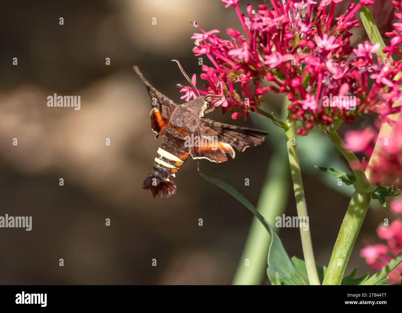 A Nessus Sphinx Moth in flight, hovering over and pollinating Red ...