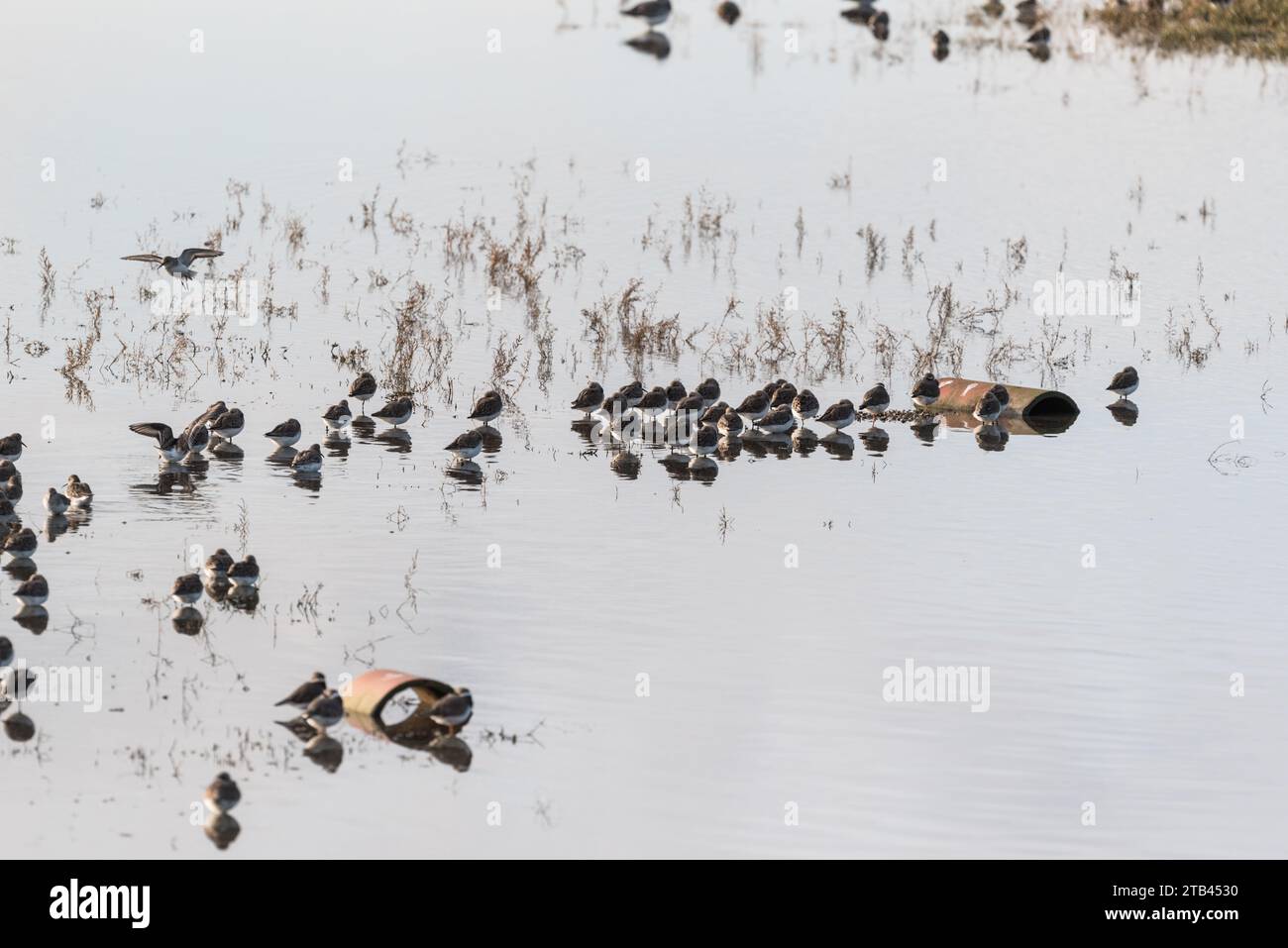 Mixed group of Ringed Plover and Dunlin at Leigh on Sea, Essex Stock ...