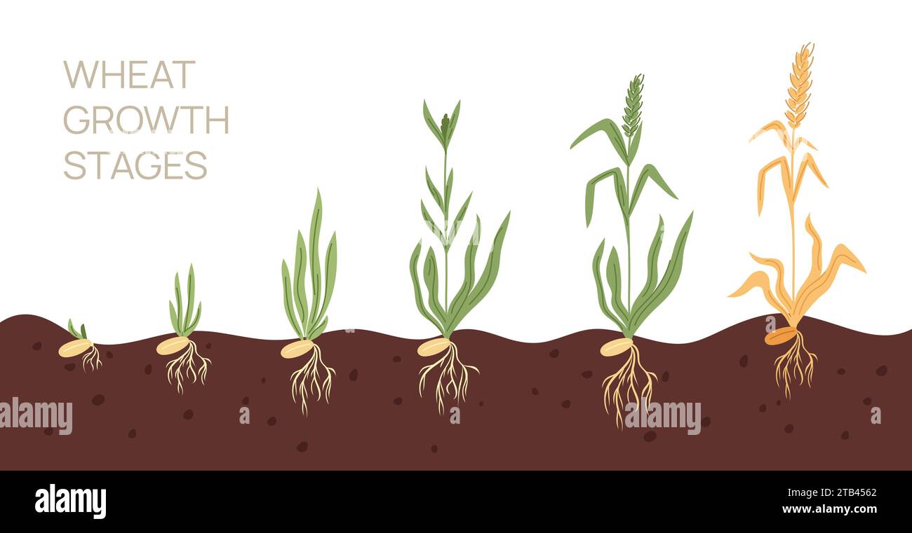 Wheat Growth Stages Agricultural Plant Growing From Seeds To Rye Ears