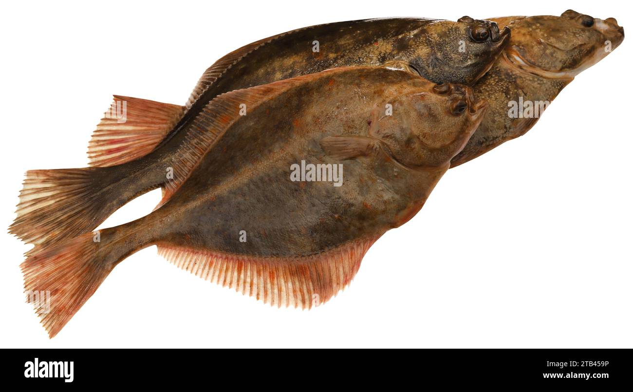 Flounder fish hi-res stock photography and images - Alamy