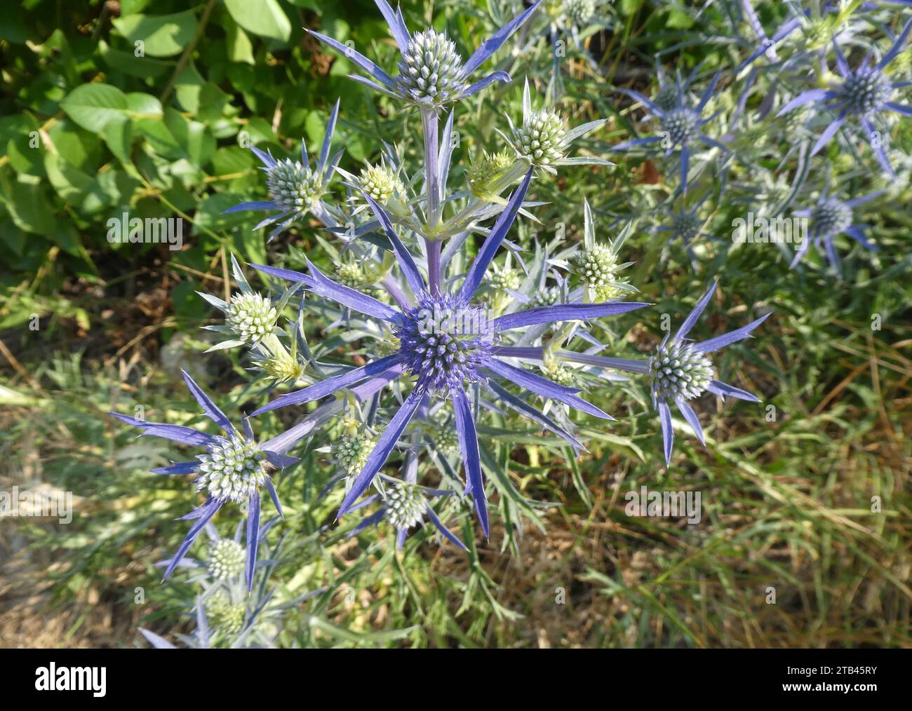 many blue flowers called Eryngium a genus of flowering plants of family ...