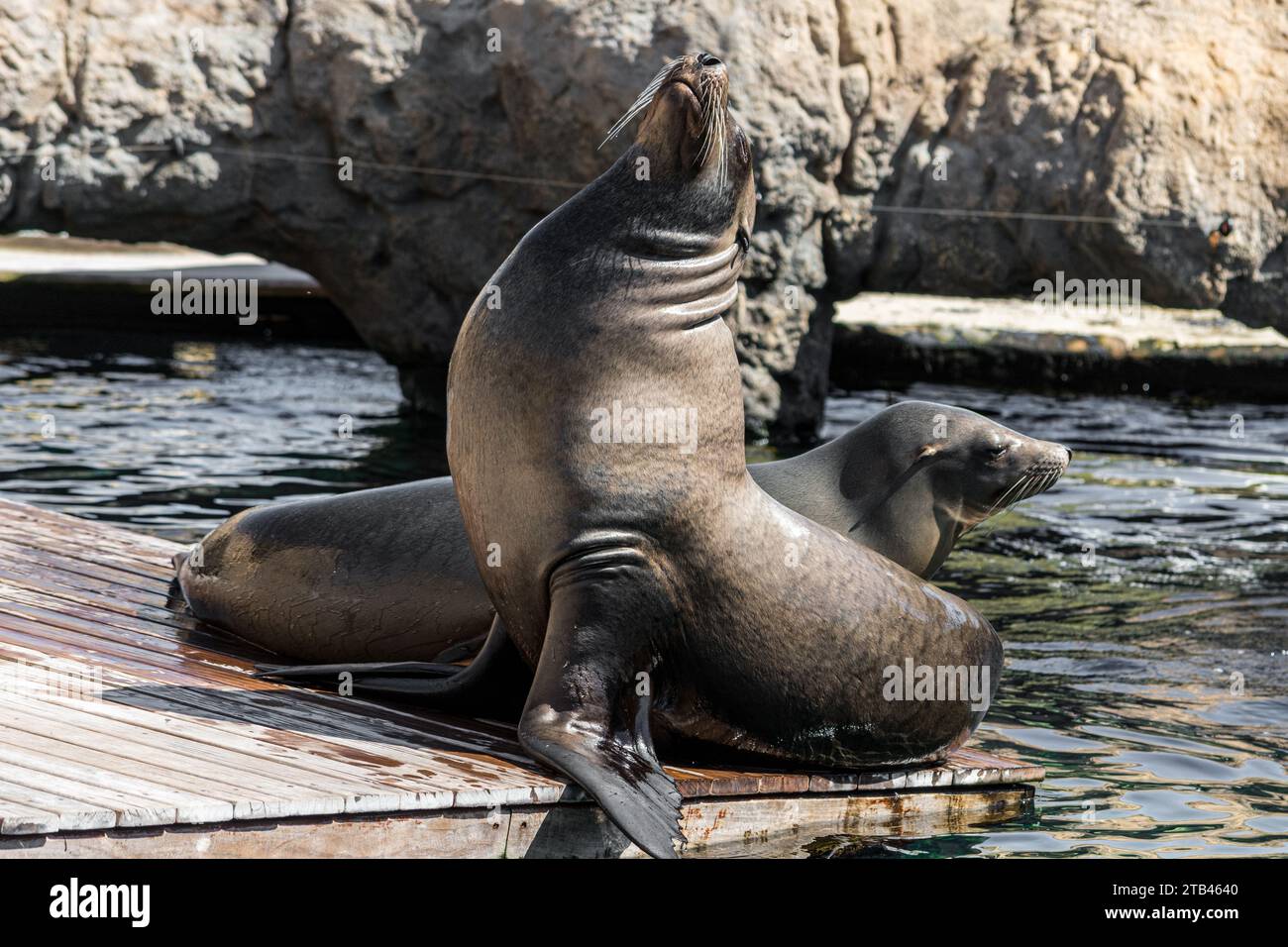 Valencia, Spain - September 24th, 2023: Seal just come out of the water ...