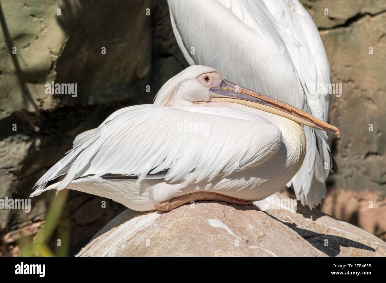 The Great White Pelican perched on a boulder sunbathing. Pelecanus ...