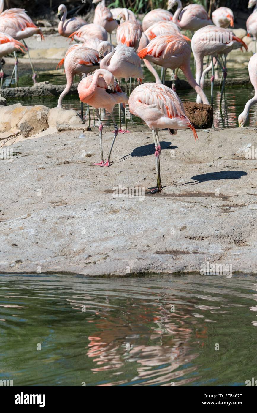 Flamingo queen hi-res stock photography and images - Alamy